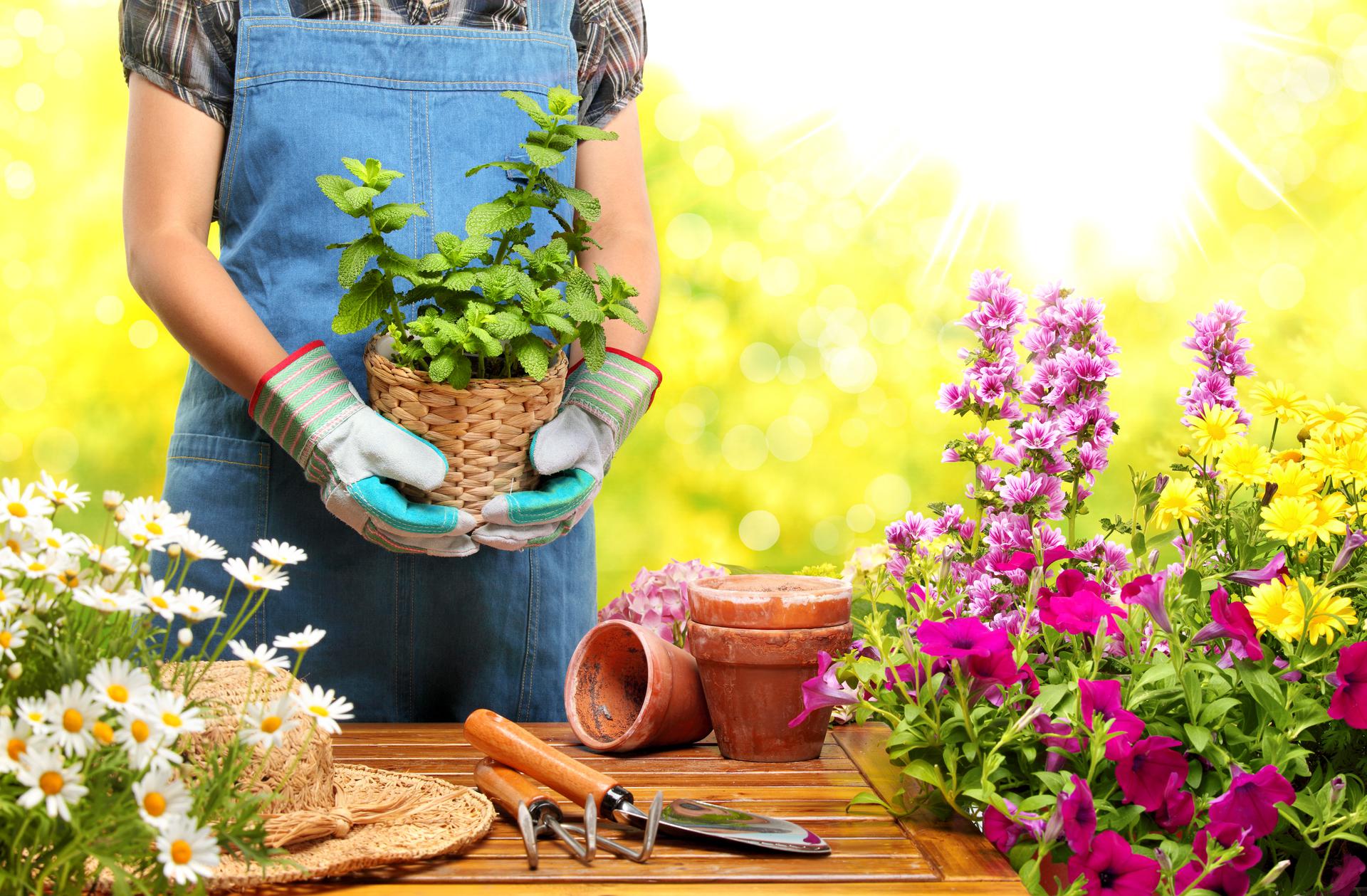 Amf Lawn Care | Gardener in Jacksonville