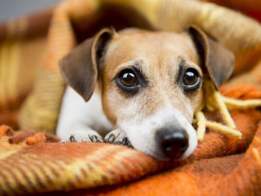 CFD - Animal Shelter | Leduc