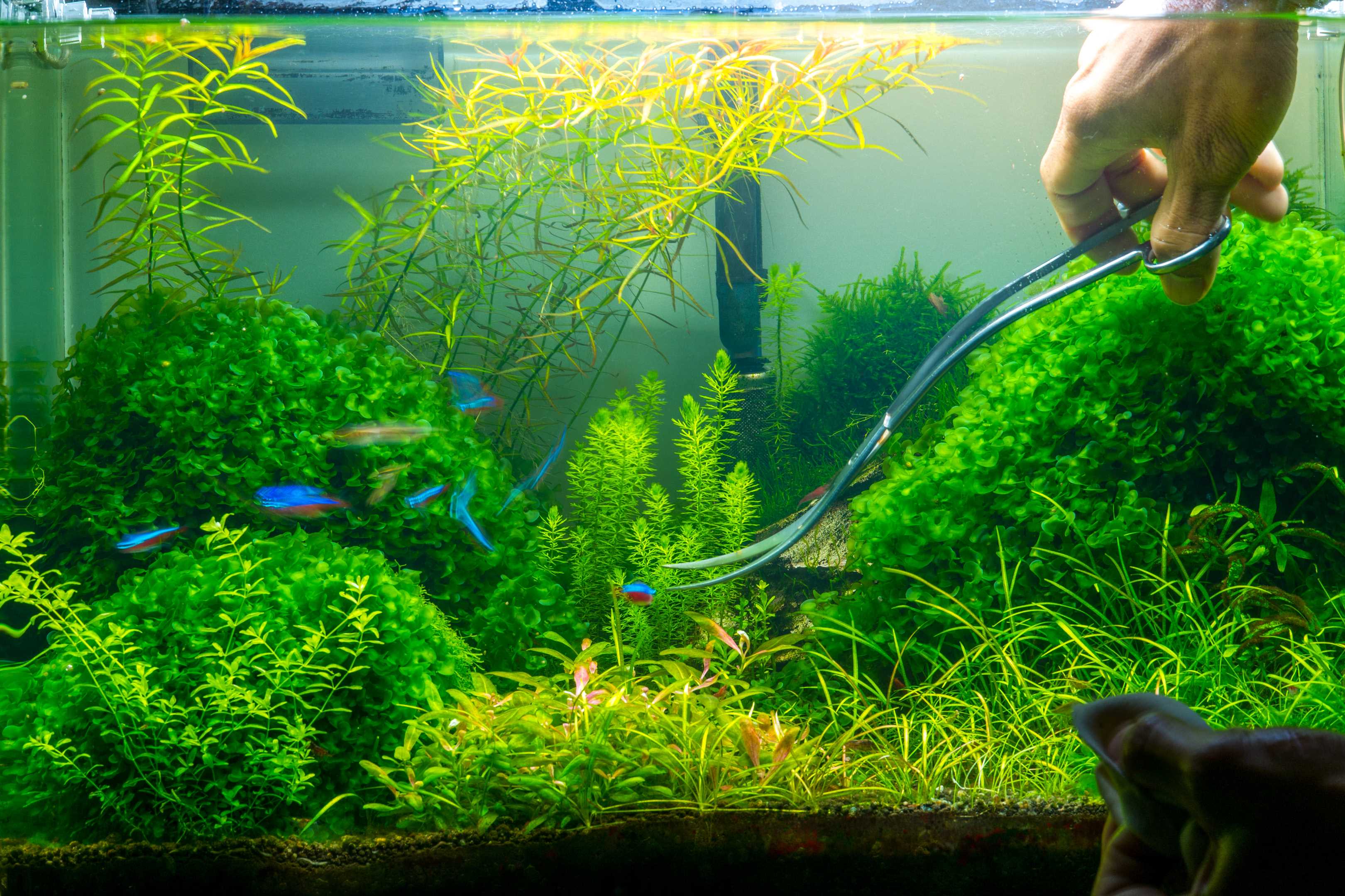 Bert & Ernie’s Tropical Fish Shop Ltd | Reddish