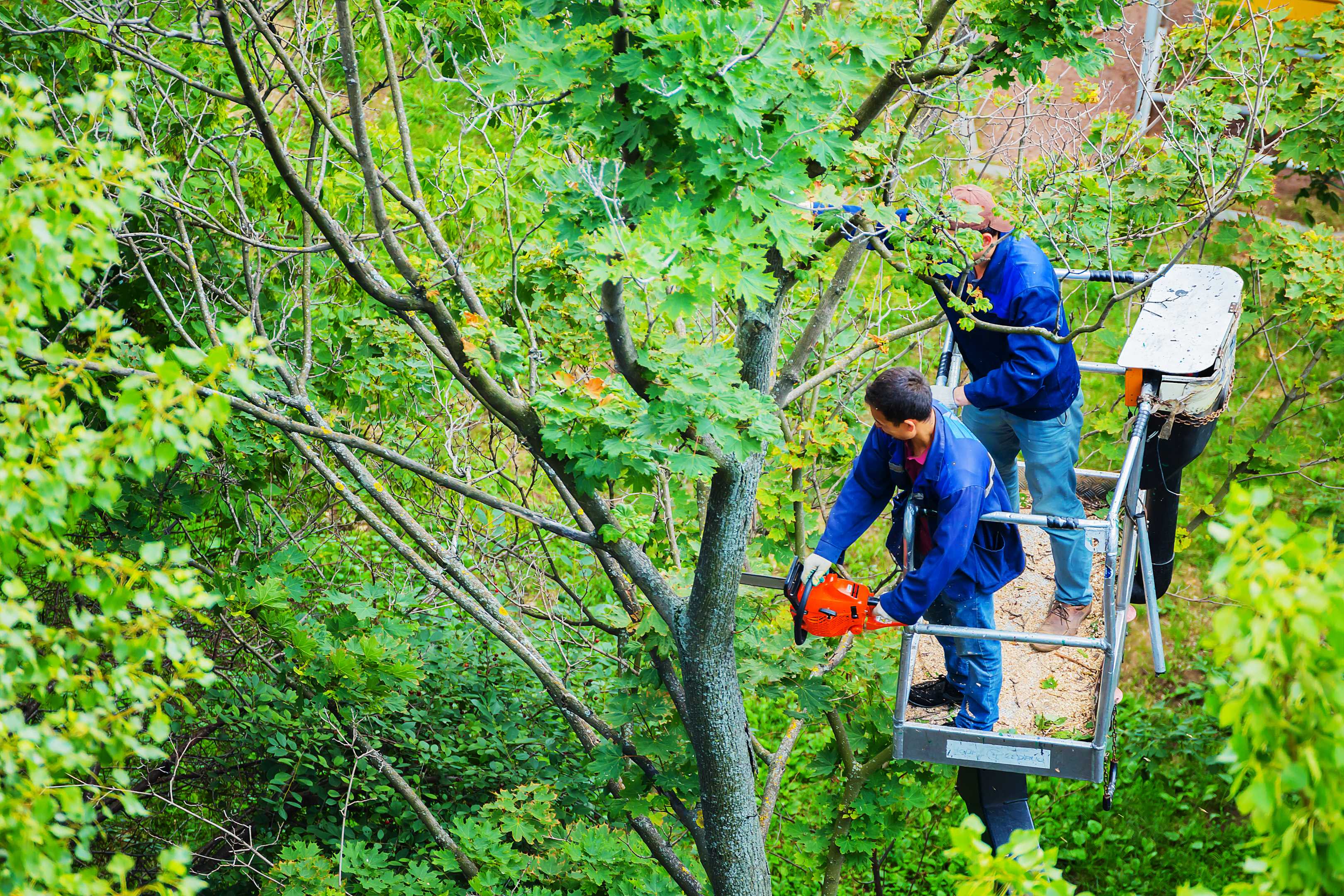 Four Seasons Tree Service | Sault Ste. Marie Tree Service