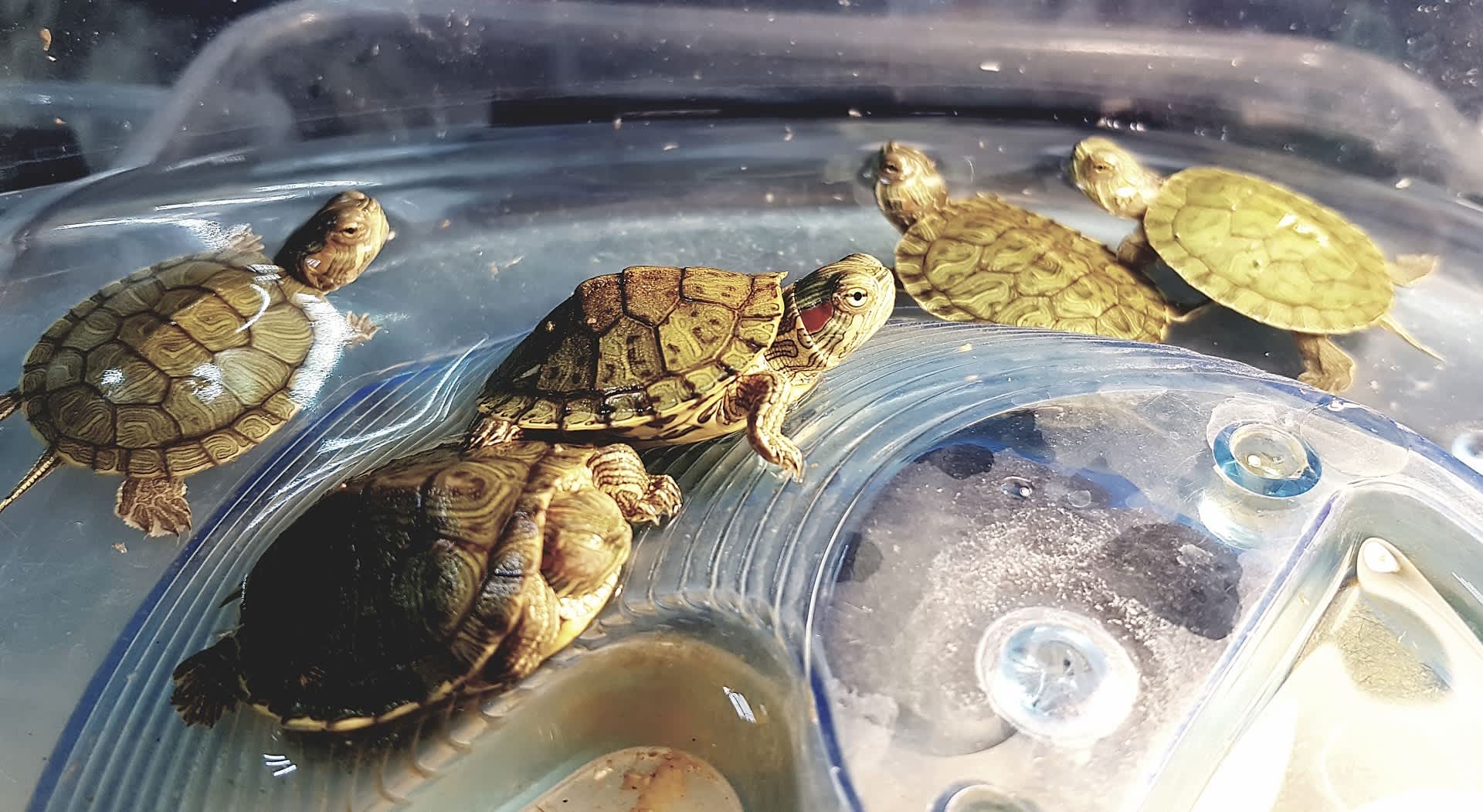 Jason's Reptile Garden - Reptile Store | Milwaukee