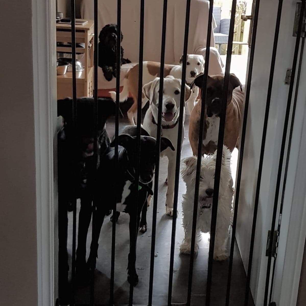 Day Boarding - Dog Sitting - Frankies Friends - Dog Sitter In Stafford