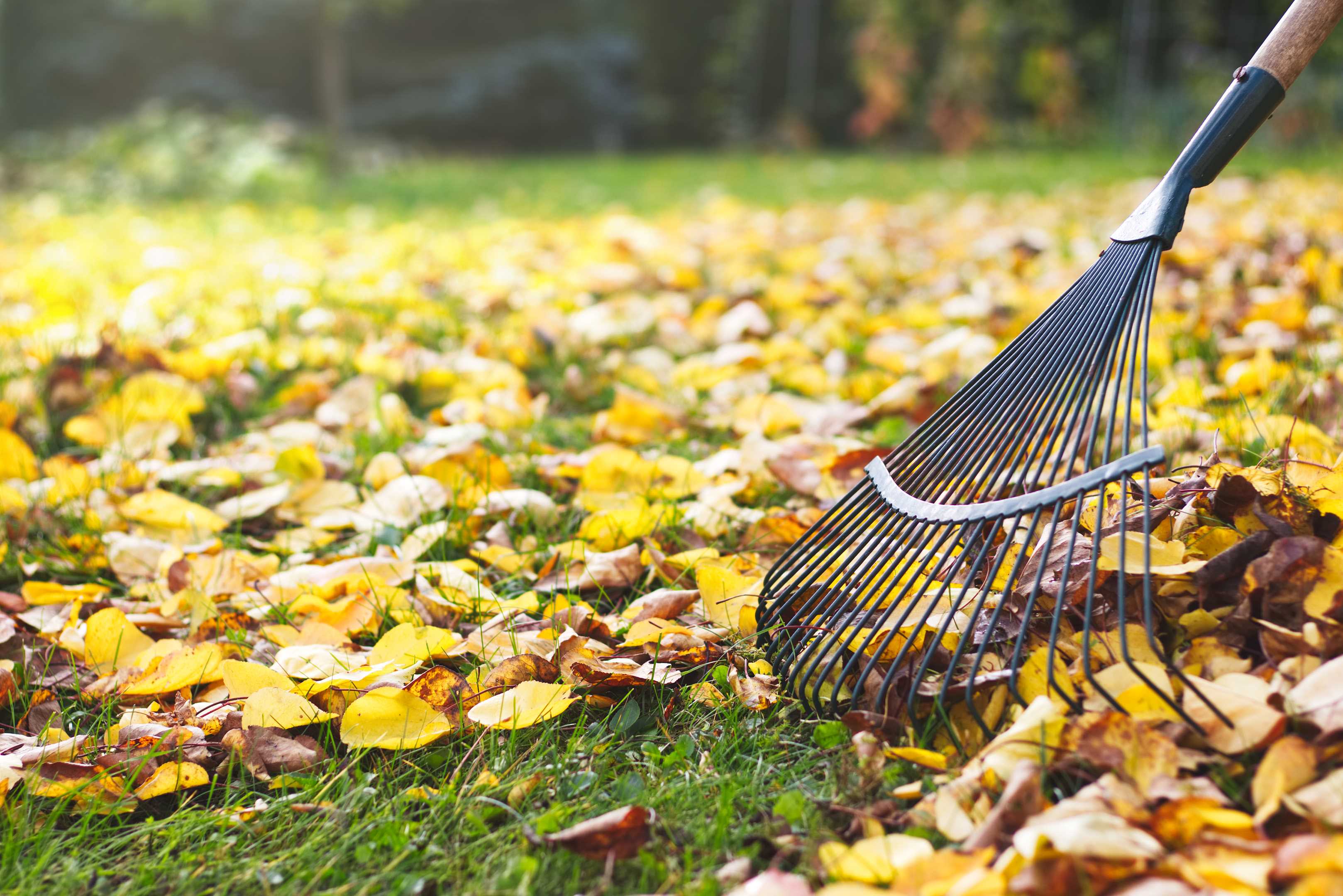 Leaf Removal What We Offer Lawn RX Gardener In Morgantown WV