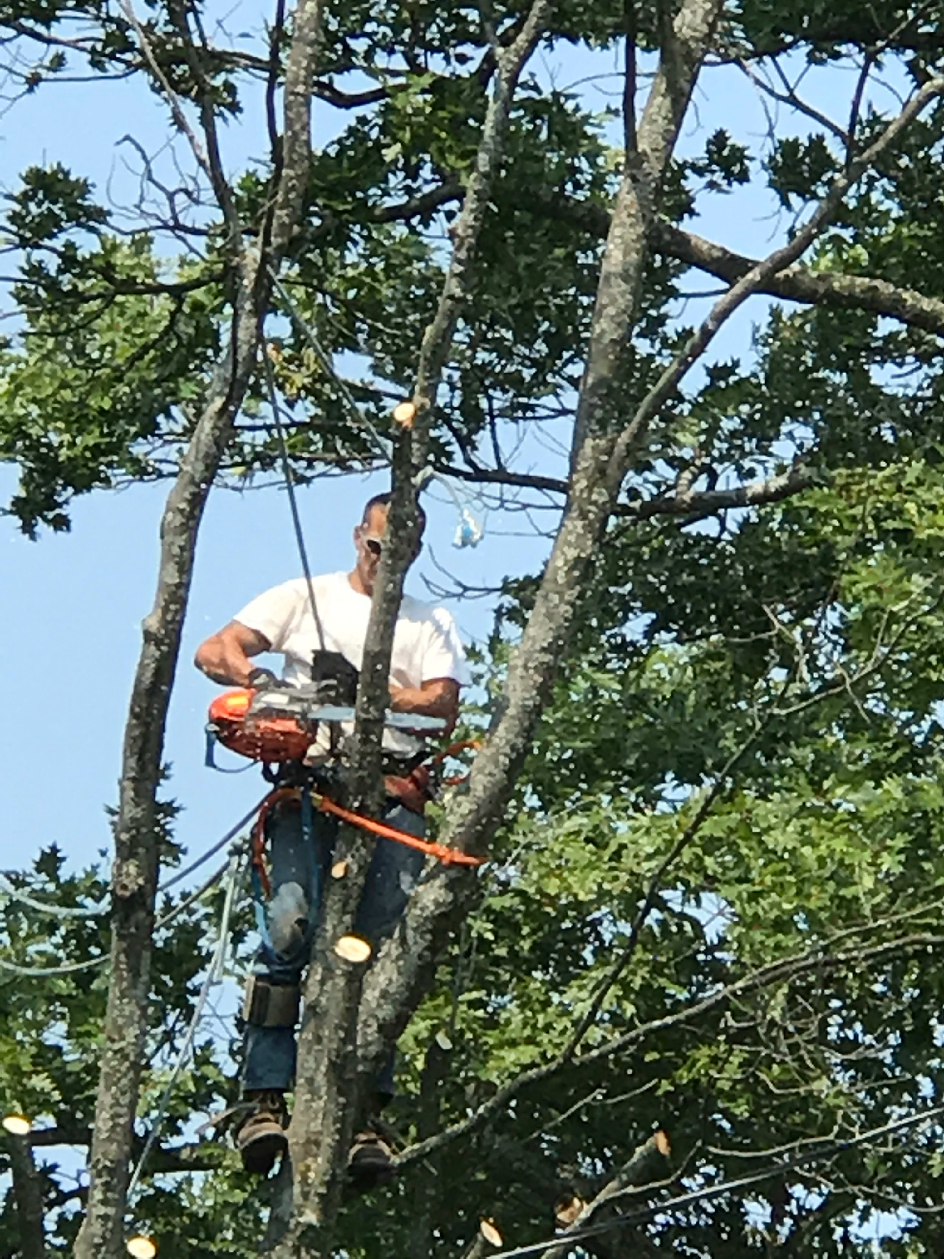 Advance Tree Service Llc - Tree Service in Gaylord