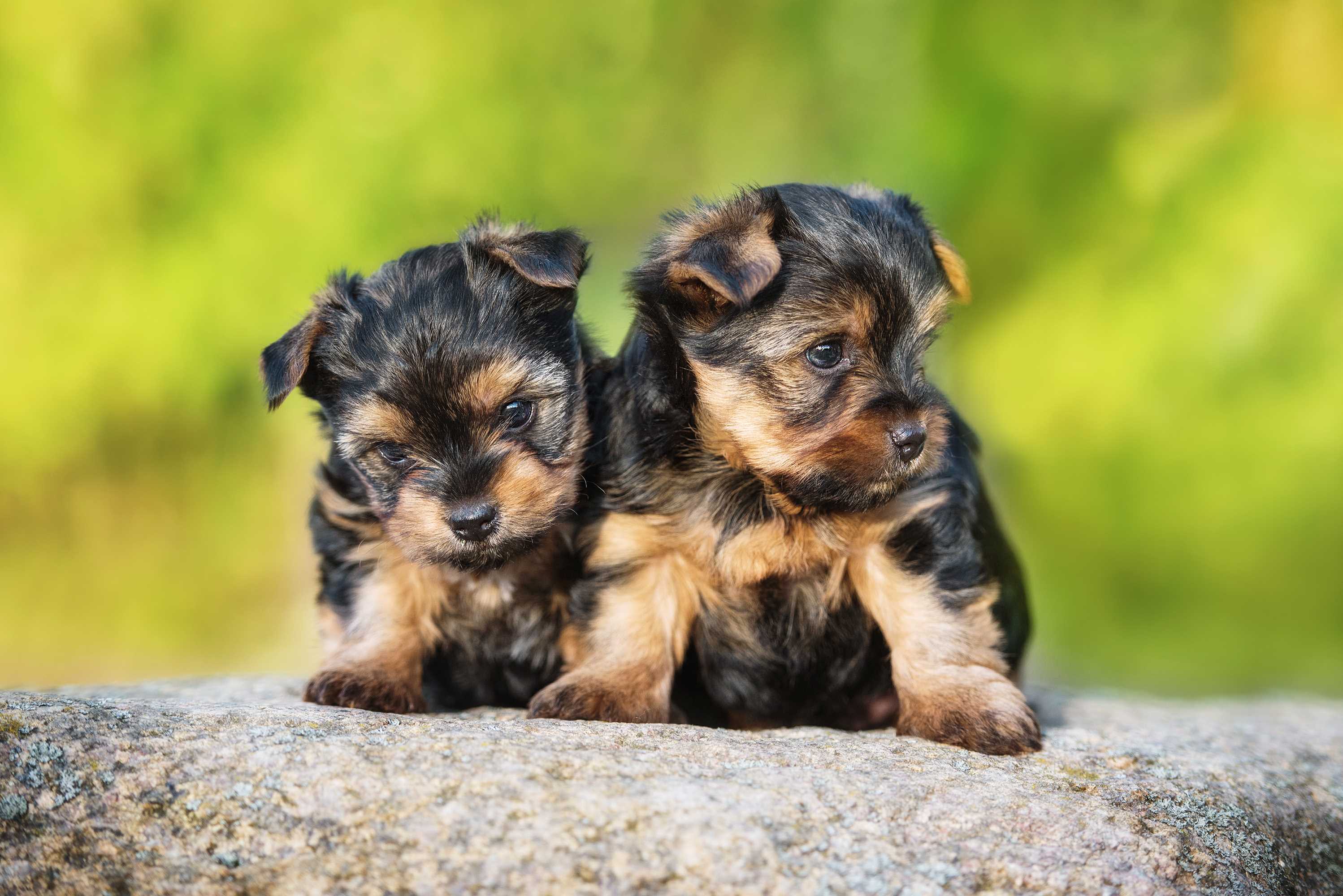 Pet Breeder | Majestic Yorkies Of NY