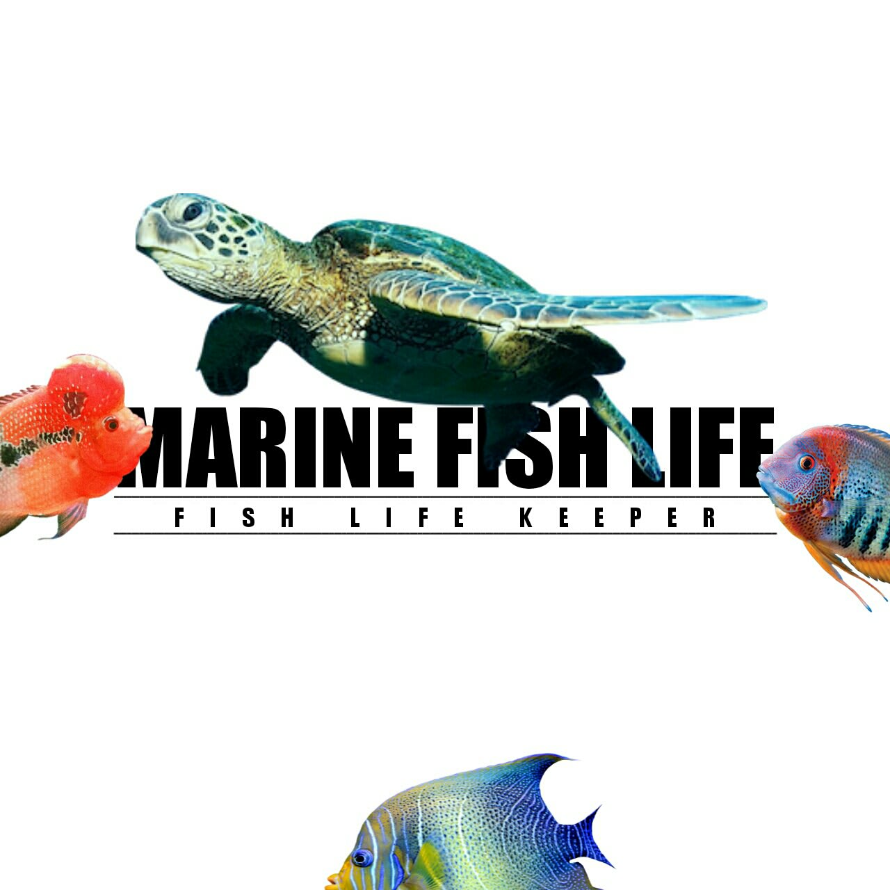 Pet Store | MARINE FISH LIFE