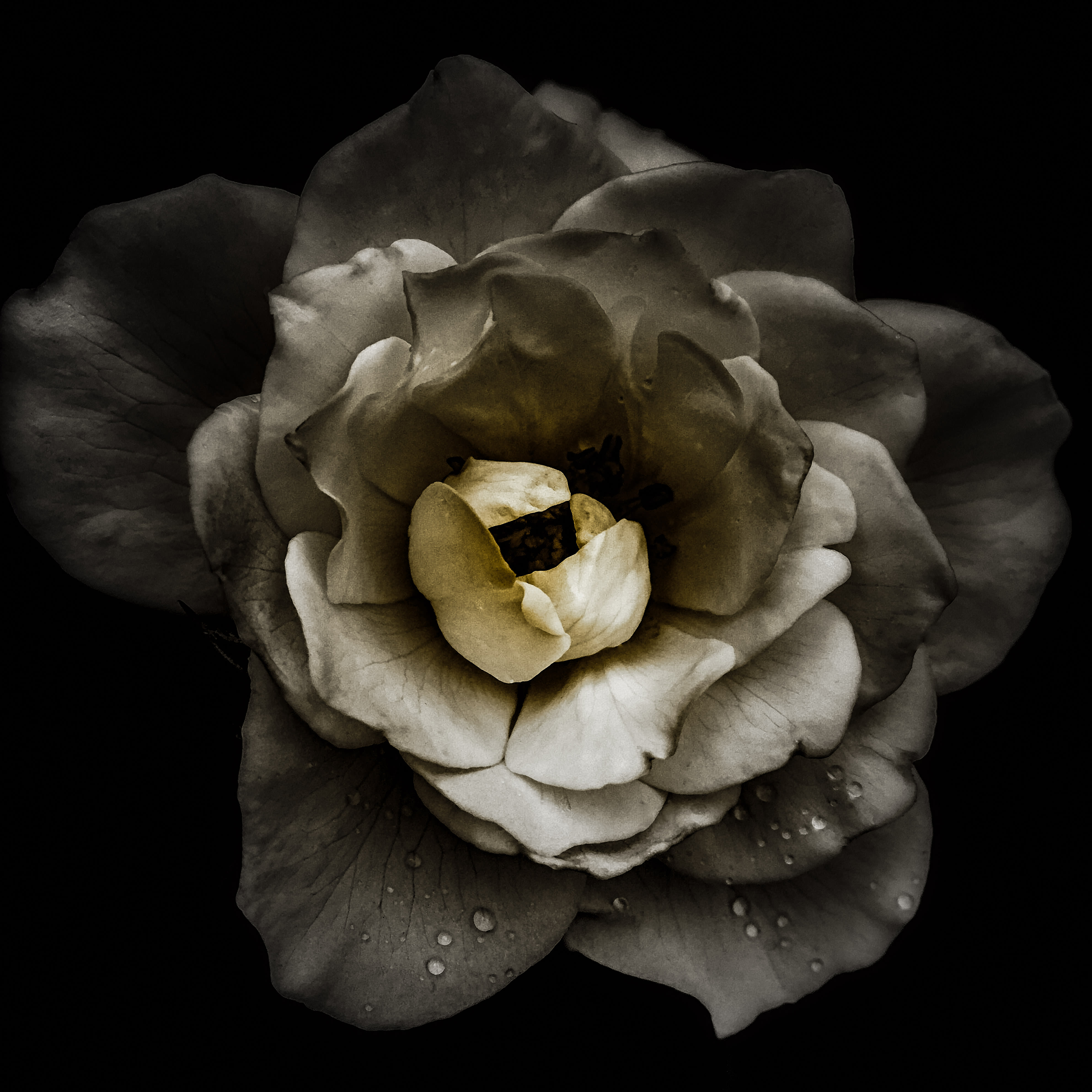 Professional Photos | Photophile Studios