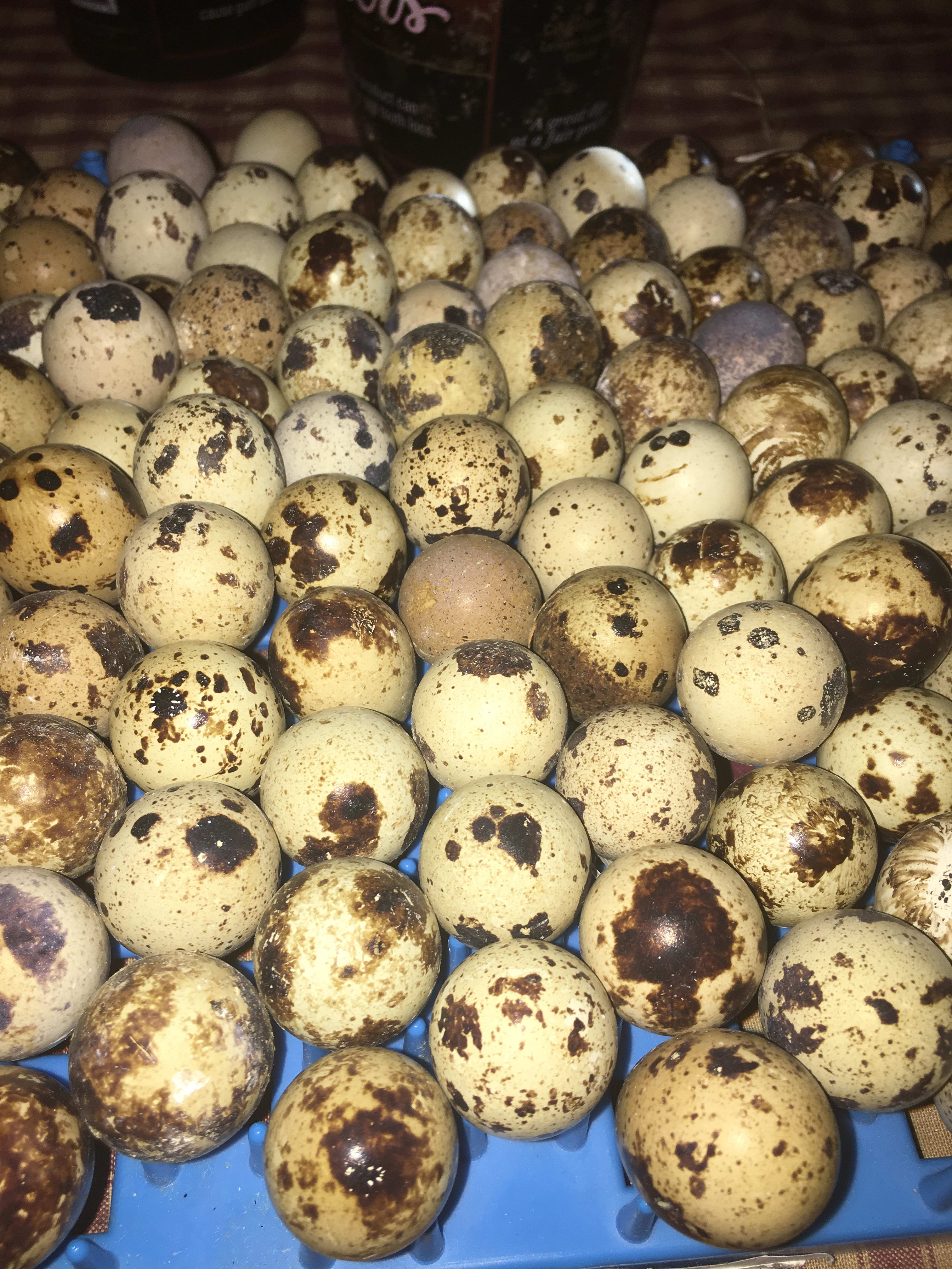 Products Store | James River Quail Farm