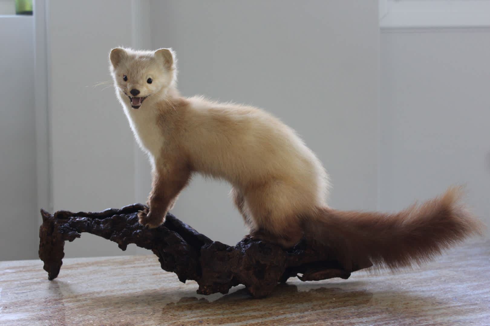 Disecado de mamíferos - Ofrecemos - Taxidermia y Pieles - Profesional ...