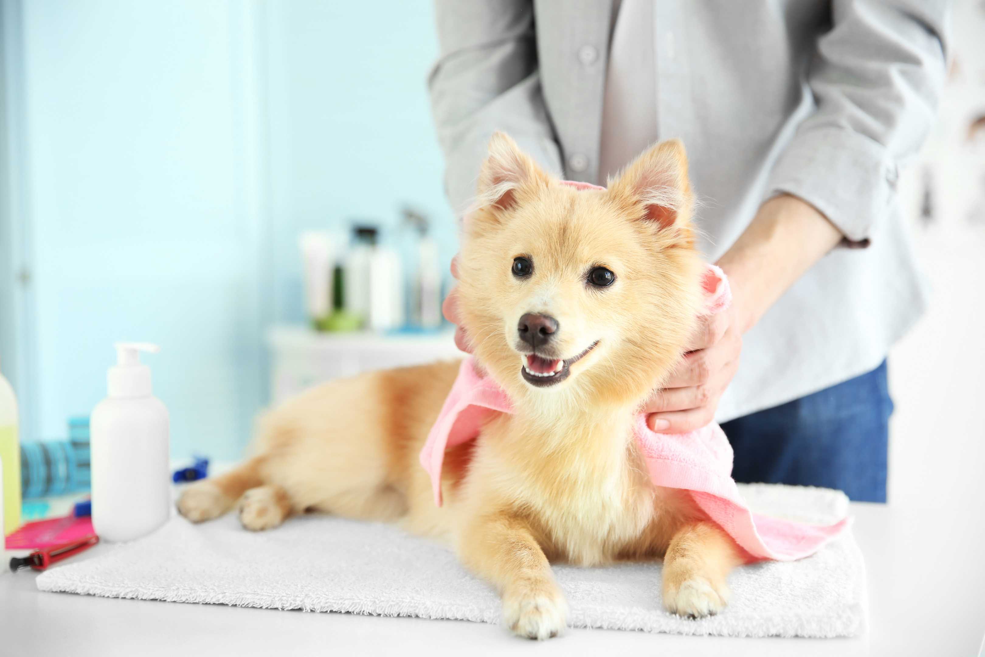 Park And Bark Grooming - Dog Groomer | Rosamond
