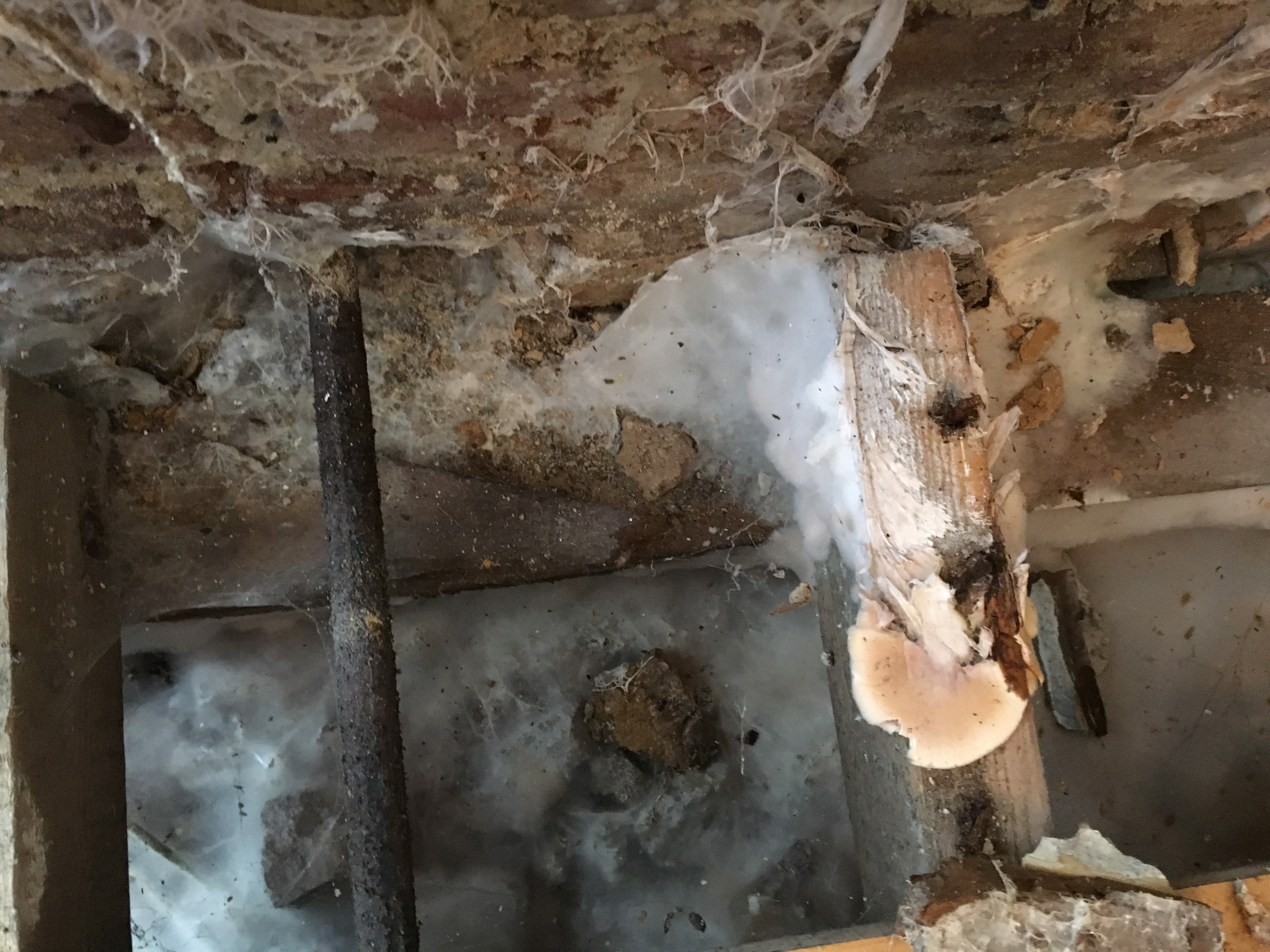 Damp detection experts - Damp Ingress Solutions - Damp Proofer | Worthing