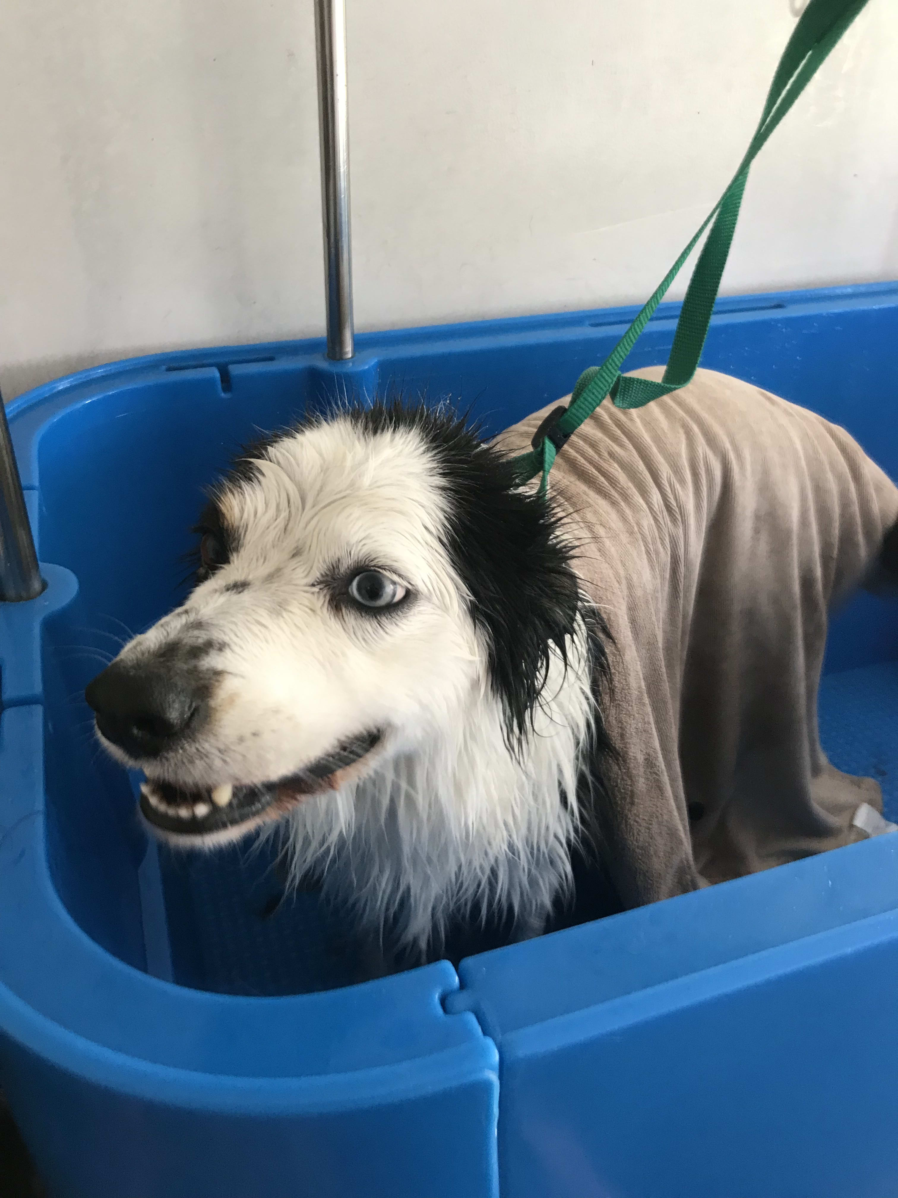 Level 3 Award in Dog Grooming - TRAINING ACADEMY - Grooming By Jan ...