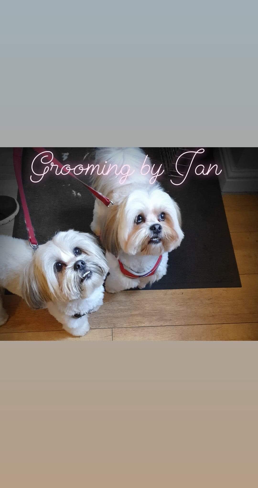 Level Dog Groomers Assistant - TRAINING ACADEMY - Grooming By Jan | Pet ...