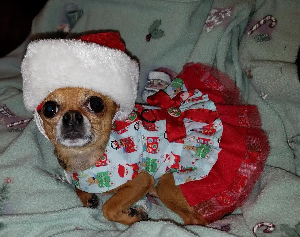 Fancy Paws Boutique | Craft Store in Magnolia