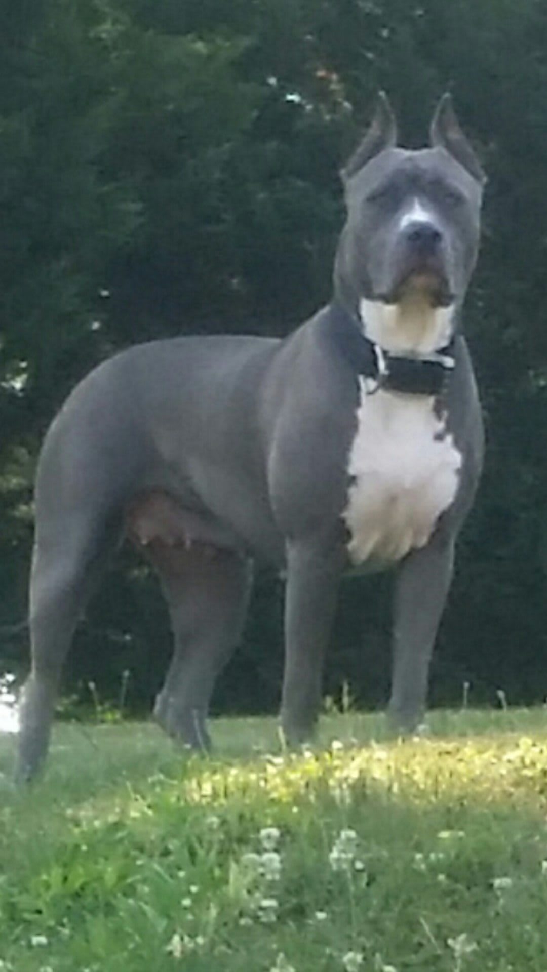 Purple Ribbon Blue Nose Pitbull | atelier-yuwa.ciao.jp