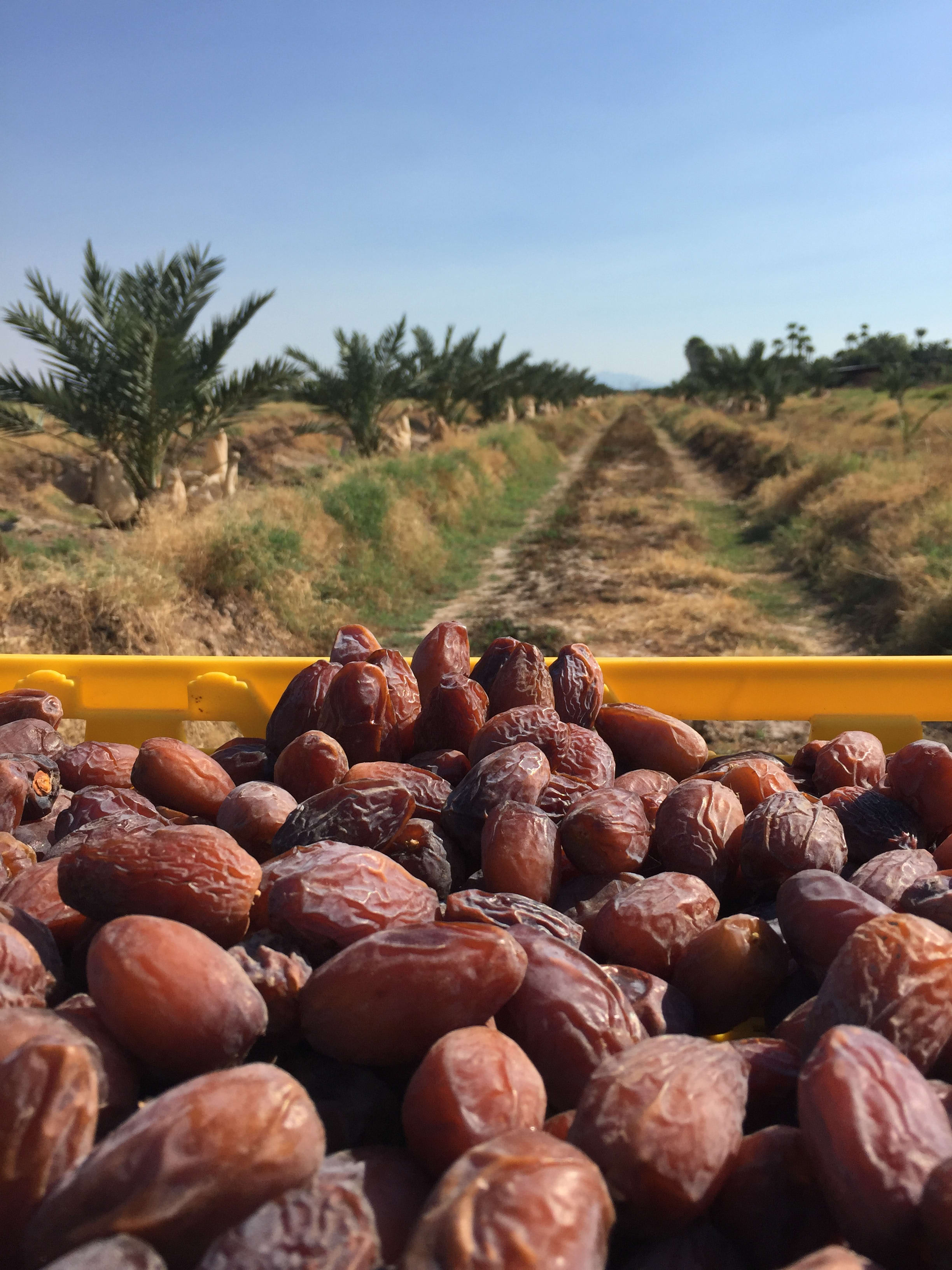 El Palmar Venta De Dátiles | Tienda de dulces en Mexicali