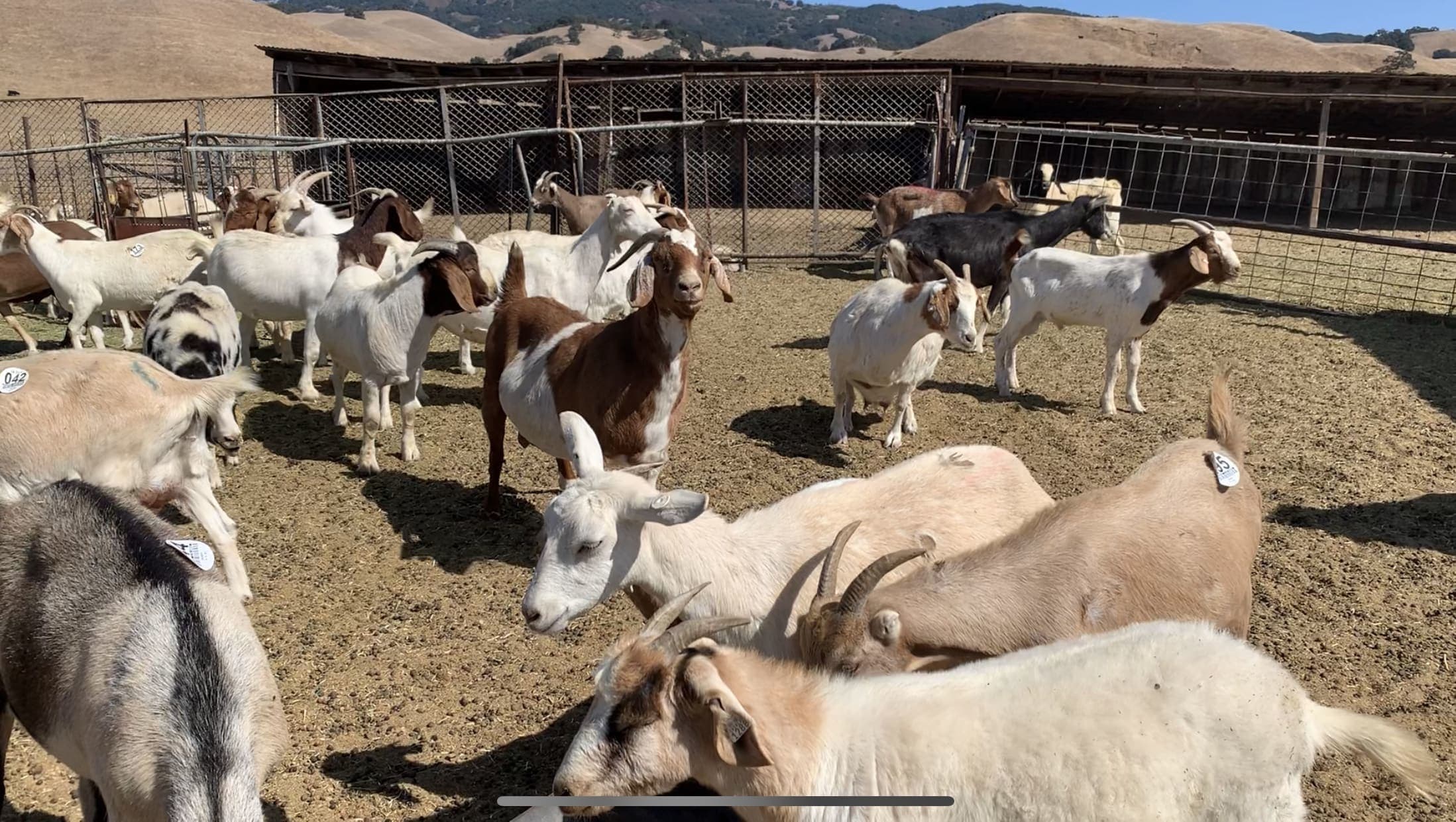 Farm Fresh Goat - Livestock Retail | San Jose