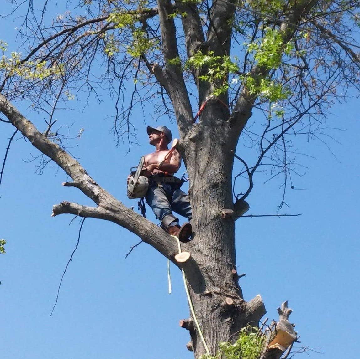 Tree Trimming - Tree Services - Abs Trees Inc. | Summerfield Tree Service