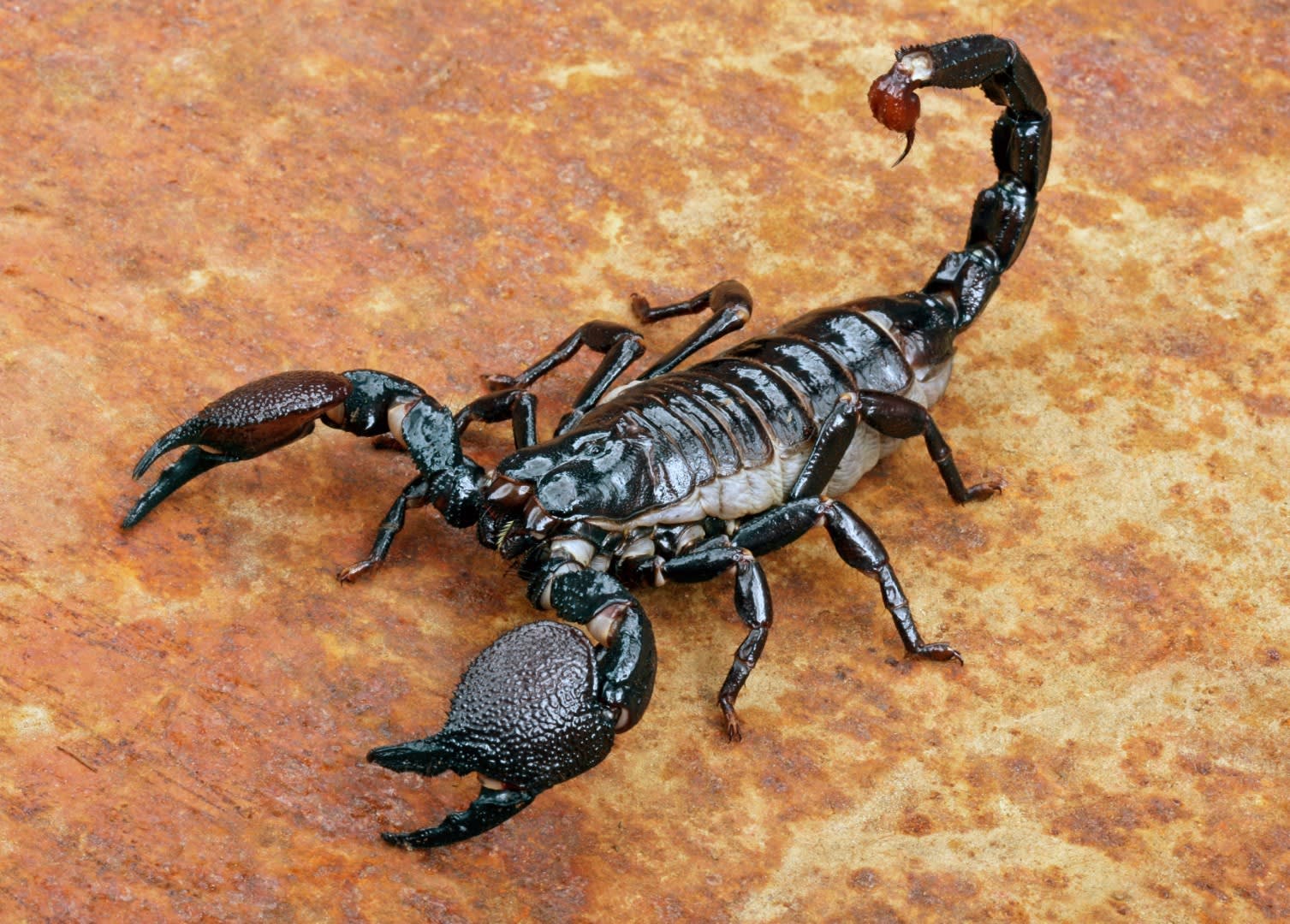 Scorpion Addiction - Breeder | Port Moody