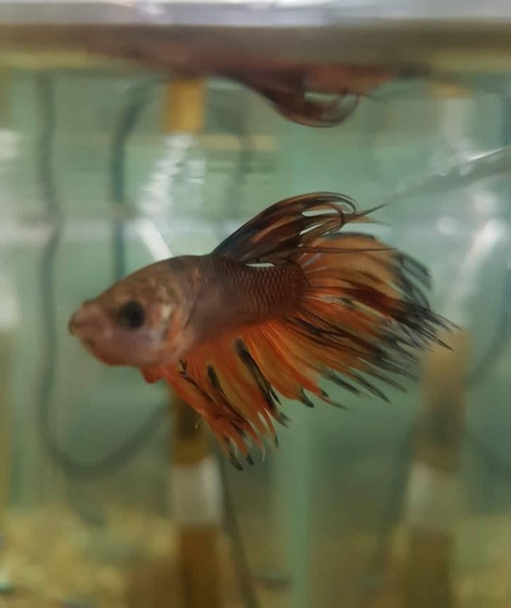 Our Outstanding Aquarium Knowledge - Bert & Ernie’s Tropical Fish Shop ...