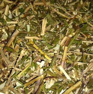 Extracto de moronel - Ofrecemos - La Planta De La Vida - Medicina ...