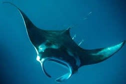 Manta Rey - Detailing Package - Stingrey Details | Vehicle Detailing in ...