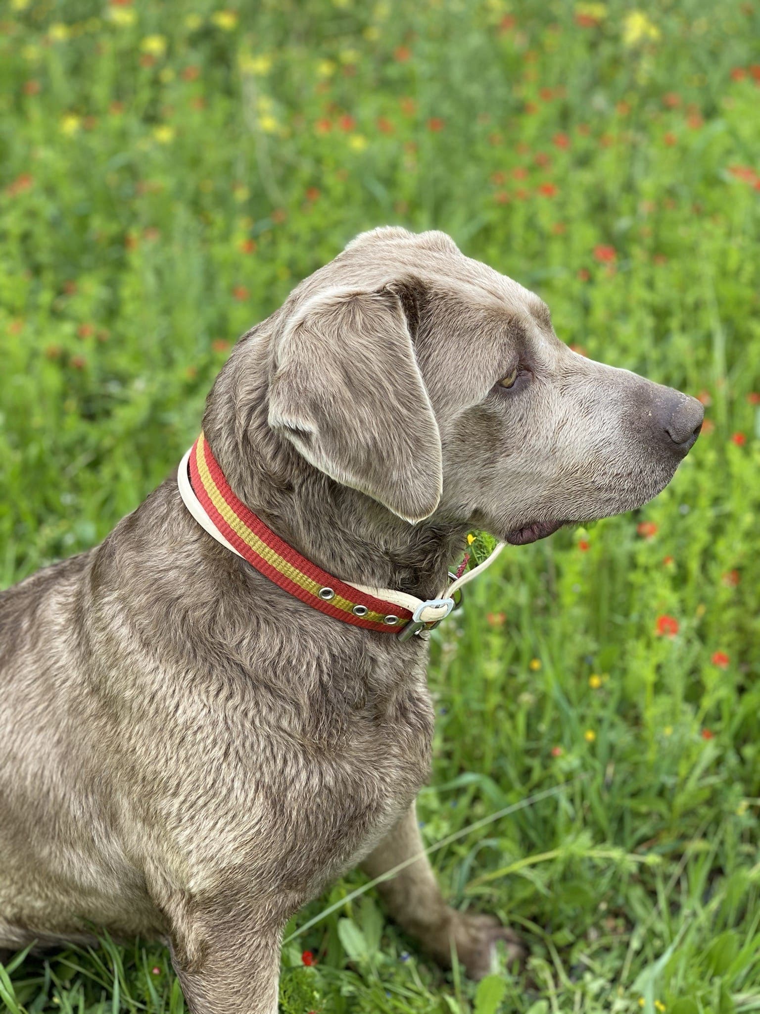 Son Malos Los Perros Labradores Plateados