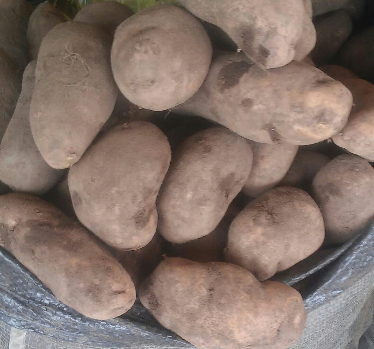 PAPA HUEVO DE INDIO GRANDE X 1KG X 1BOLSA - TUBÉRCULOS - GM Mercado ...