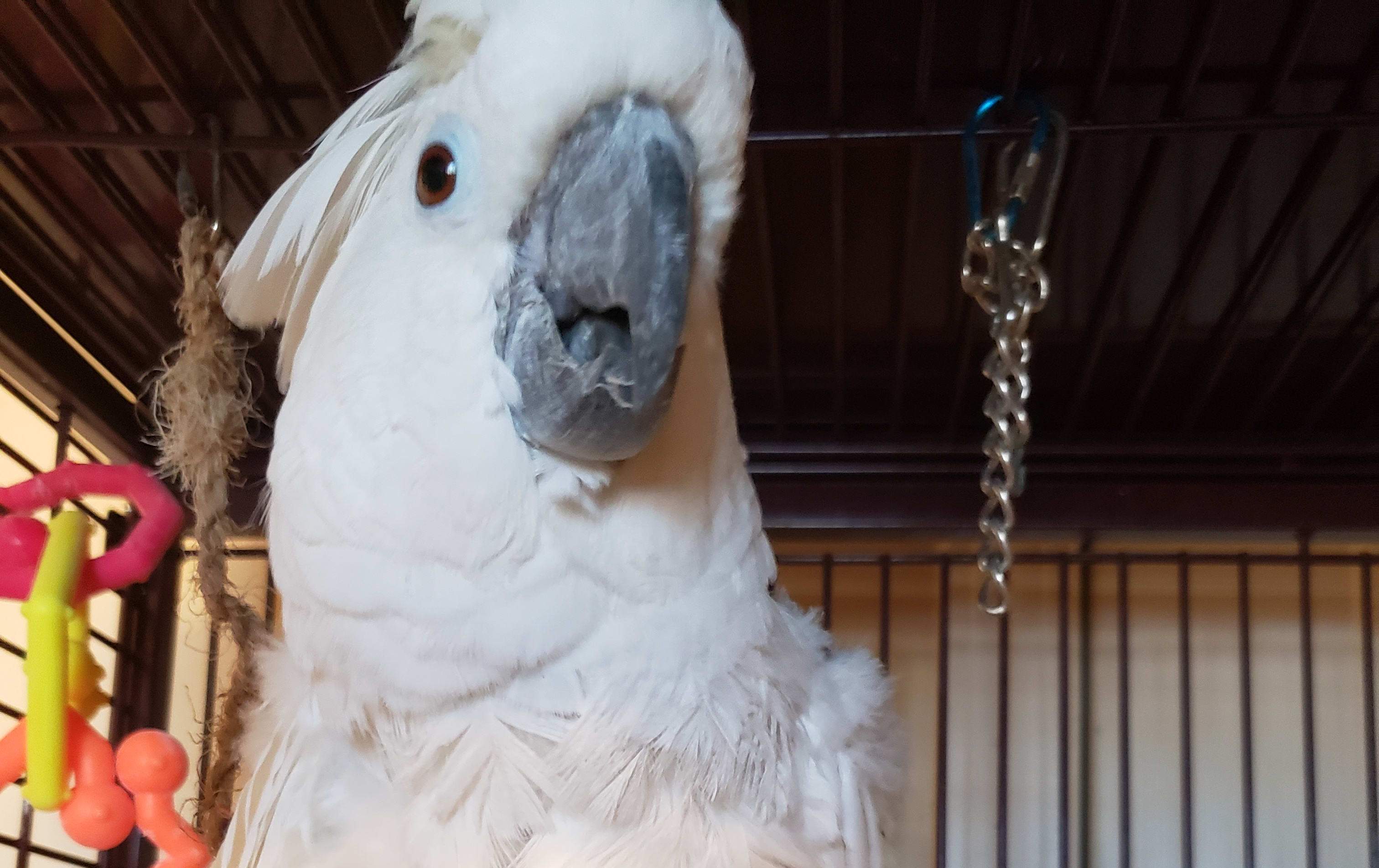 Welcoming All Creatures Great & Small - Eastern Shore Exotic Bird Rescue And Sanctuary | Georgetown