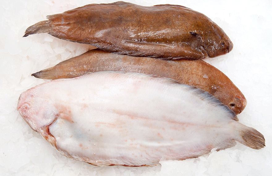 Lenguado filete - Nuestros productos - Abanto Fish | Pescadería en Lima