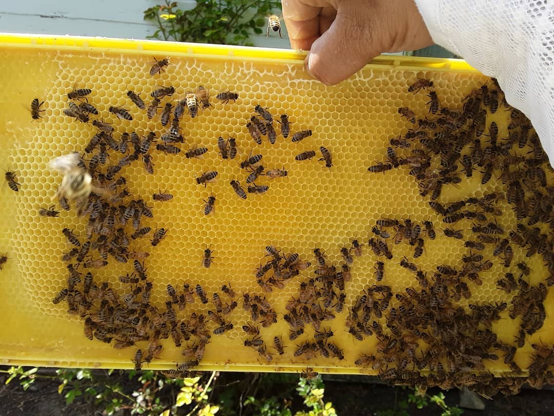 MJD Apiary | Bee Farm in Milwaukee
