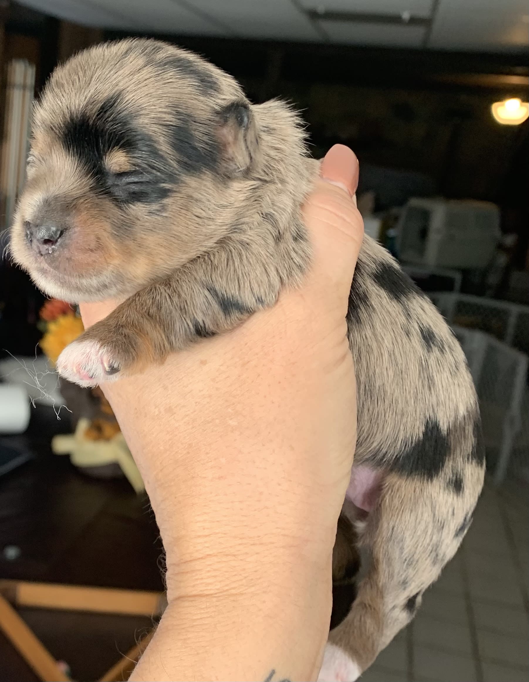 Female Black Tweed Merle - SOLD - Main Line Yorkies - Dog Breeder in ...