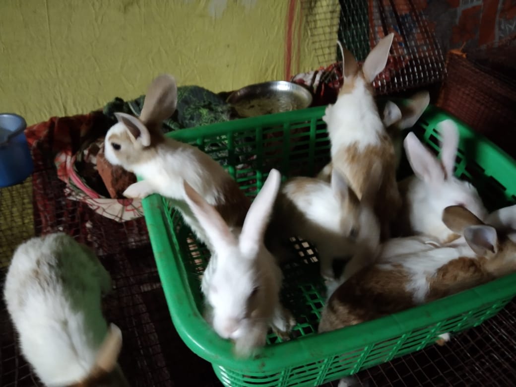 Rabbit Farm In Kerala