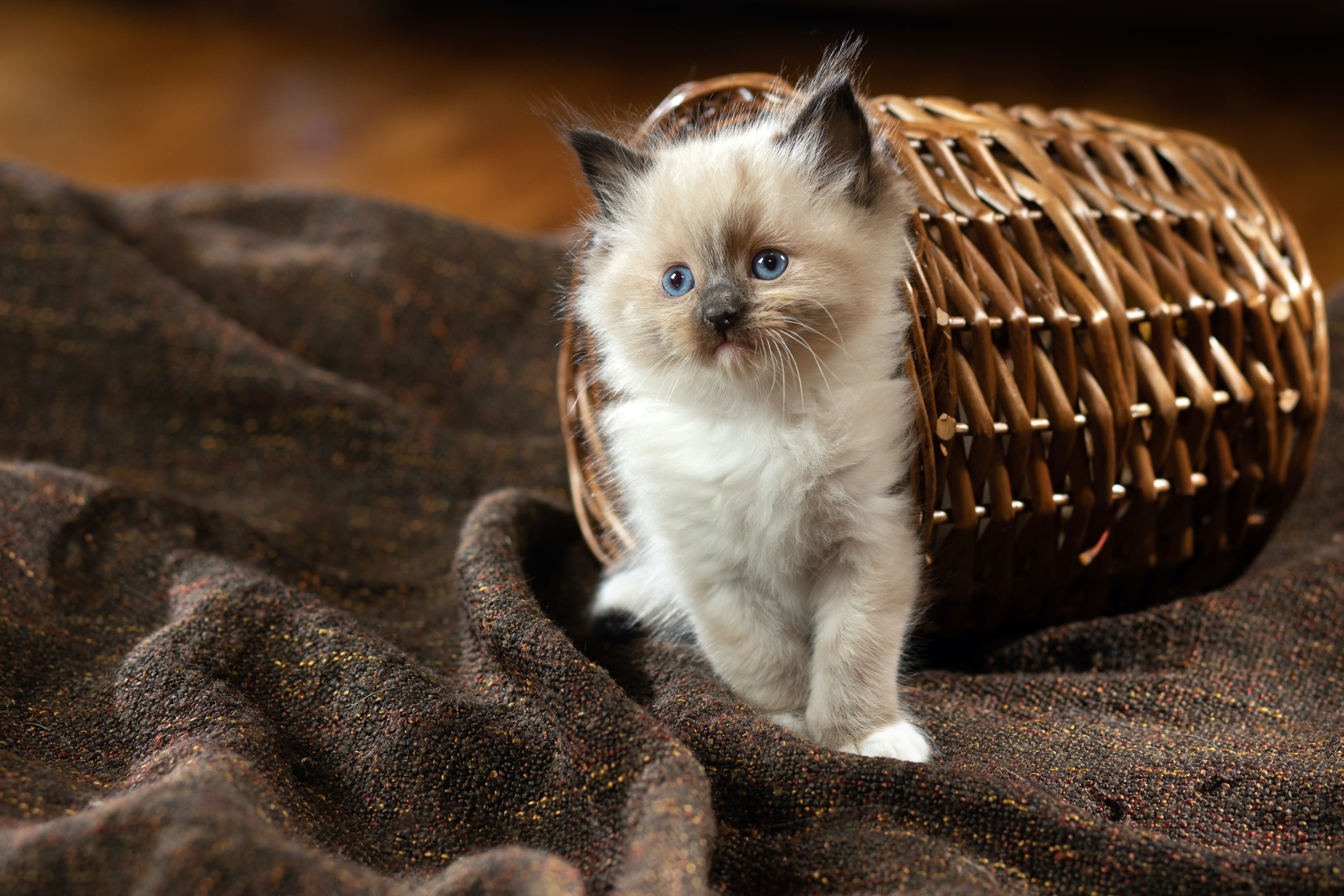 Solomon Kittens | Ragdoll Cat Breeder | Renton