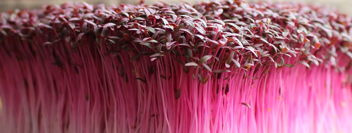 Red Amaranth - Microgreens List - Great Greens Microgreens | Atlanta ...
