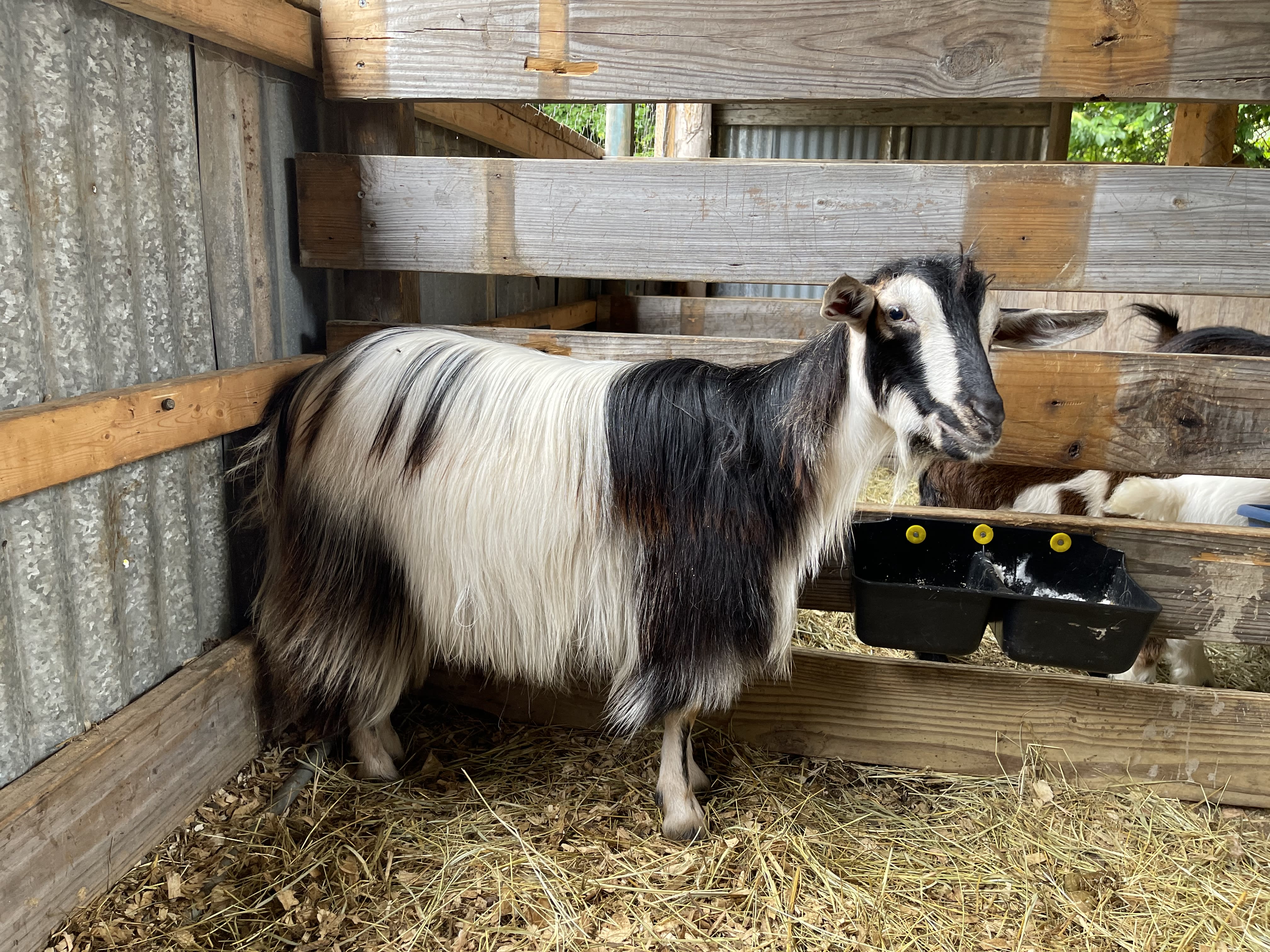 Keen’s Rustic Mini's | Miniature Show Goats in Livingston