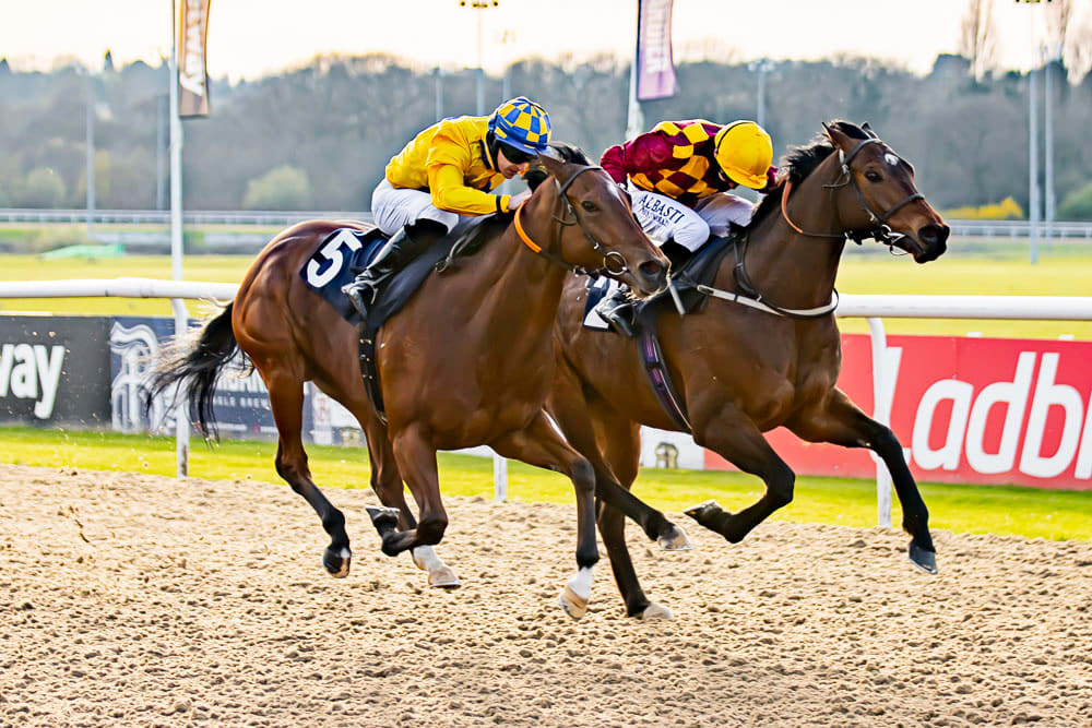 Joint Ownership Of A Racehorse - Kingmaker Racedays | Sport’s ...