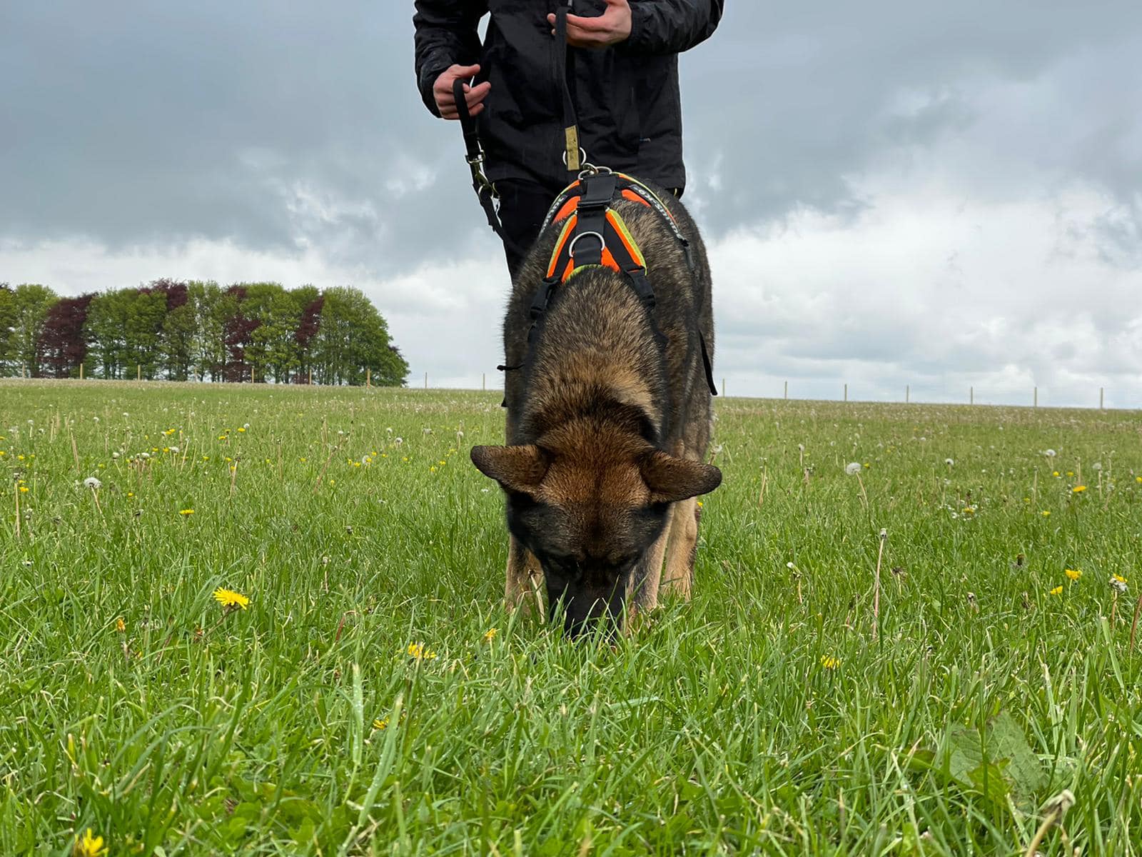 UK Sniffer Dogs Bronze Tracking 8weeks Tracking Hide And Go Sniff