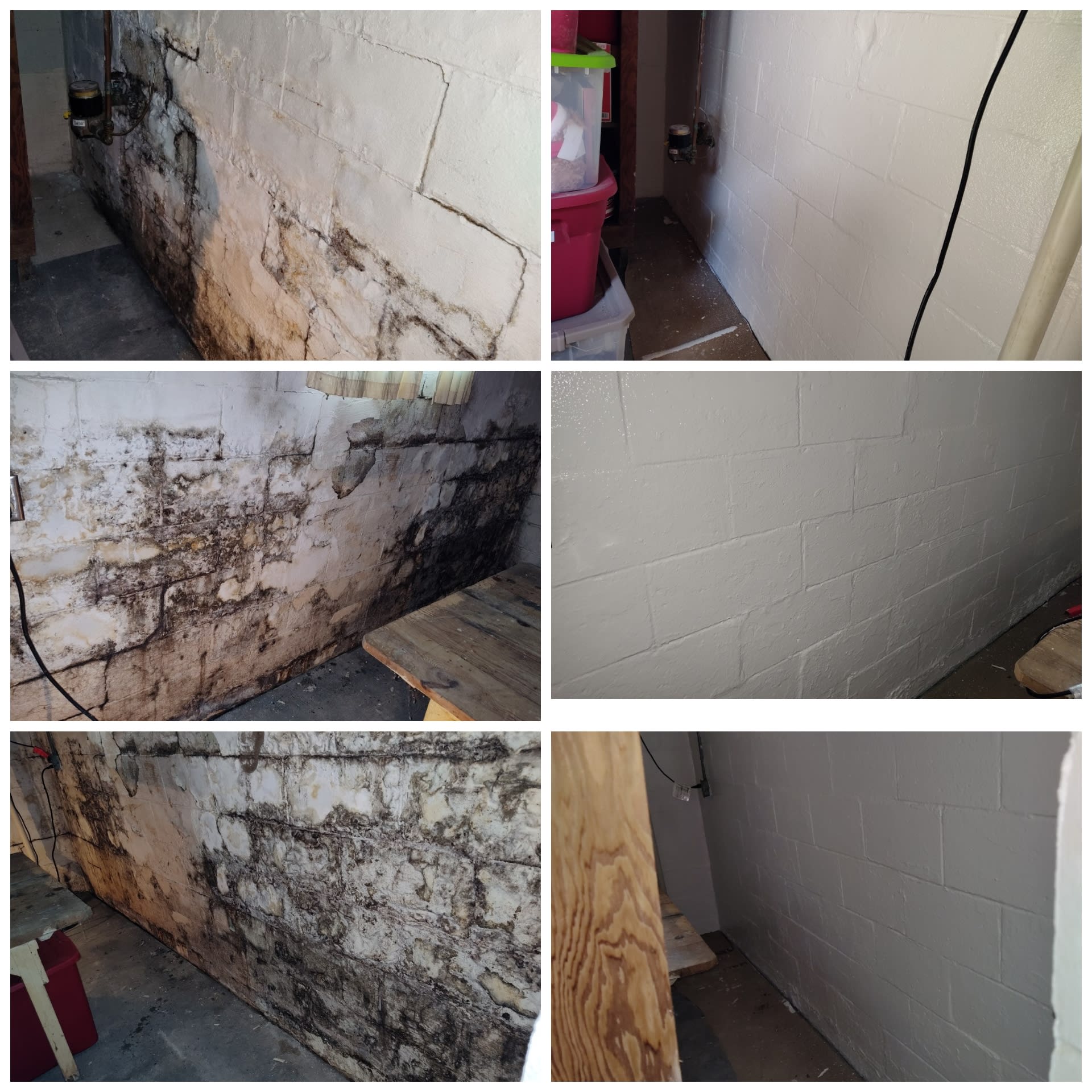 The Mold Man | Mold Removal Specialist in Columbus
