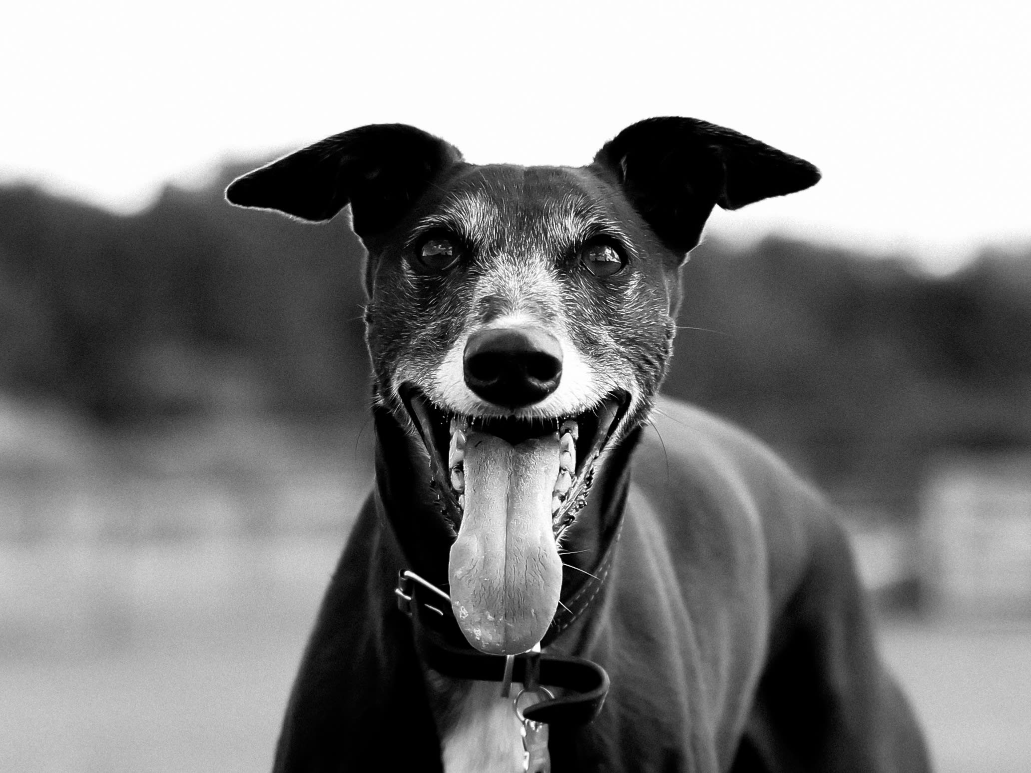 Bespoke Animal Photoshoot - Photography - Hiraeth Photography ...