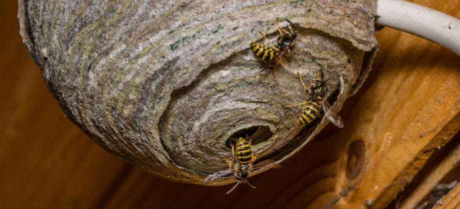 Wasp Extermination / Wasp Removal - My Areas Of Expertise - MJD Apiary ...