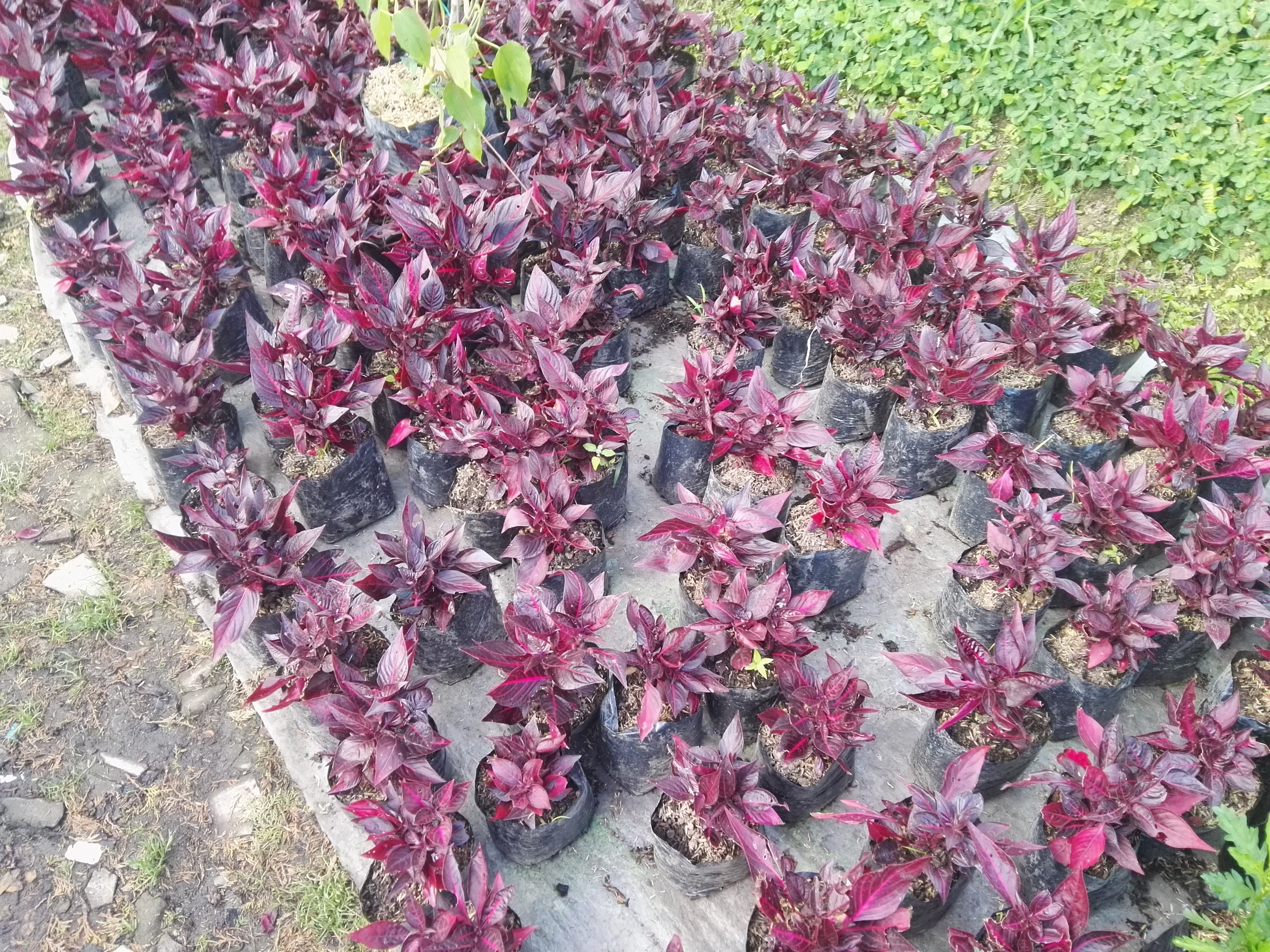 Amaranto Rojo. - Plantas para cercas viva y encerramientos vivos ...