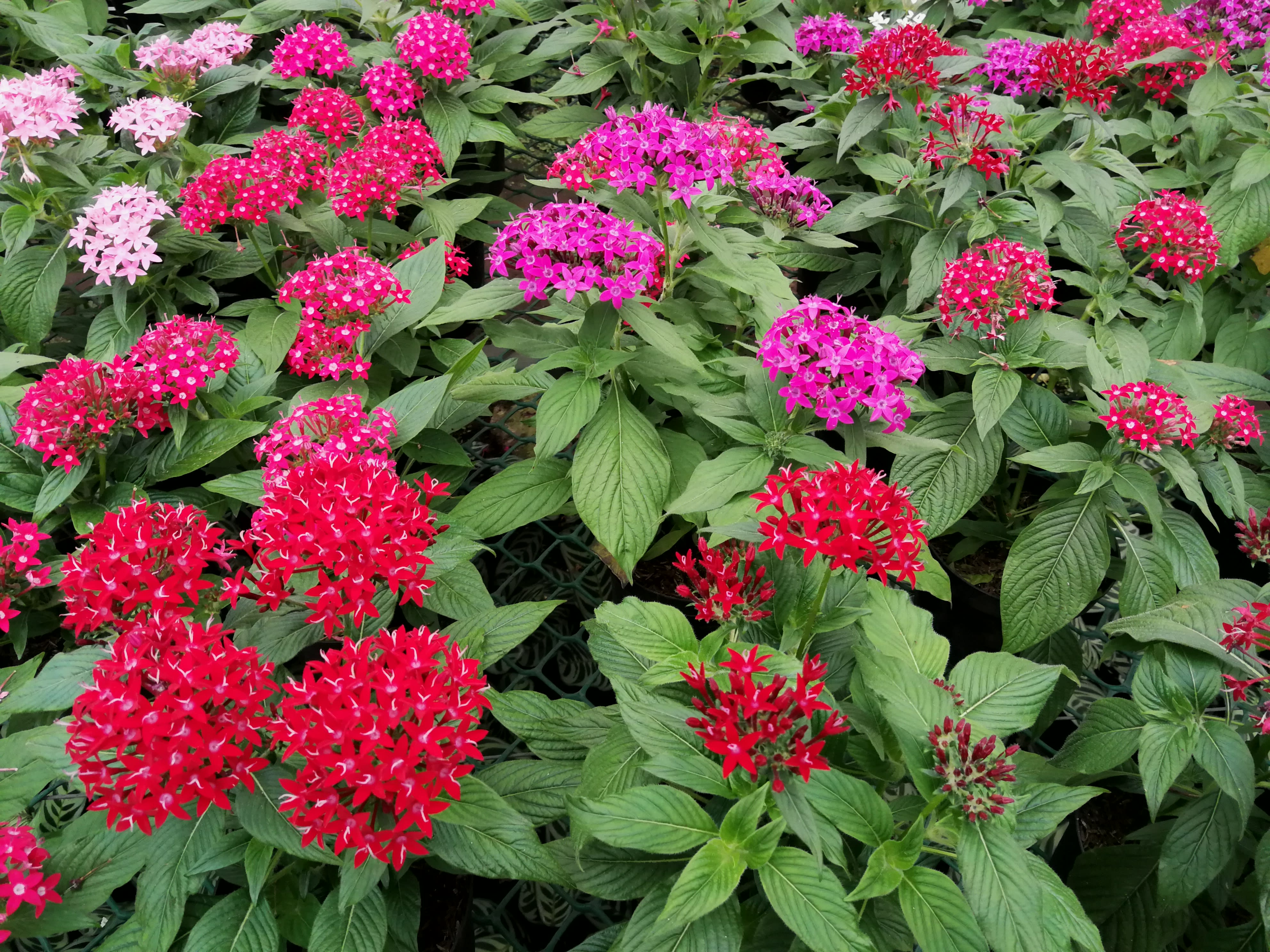 Pentas - Plantas de Flor - Viveros de Colombia | Jardinero en Bogotá