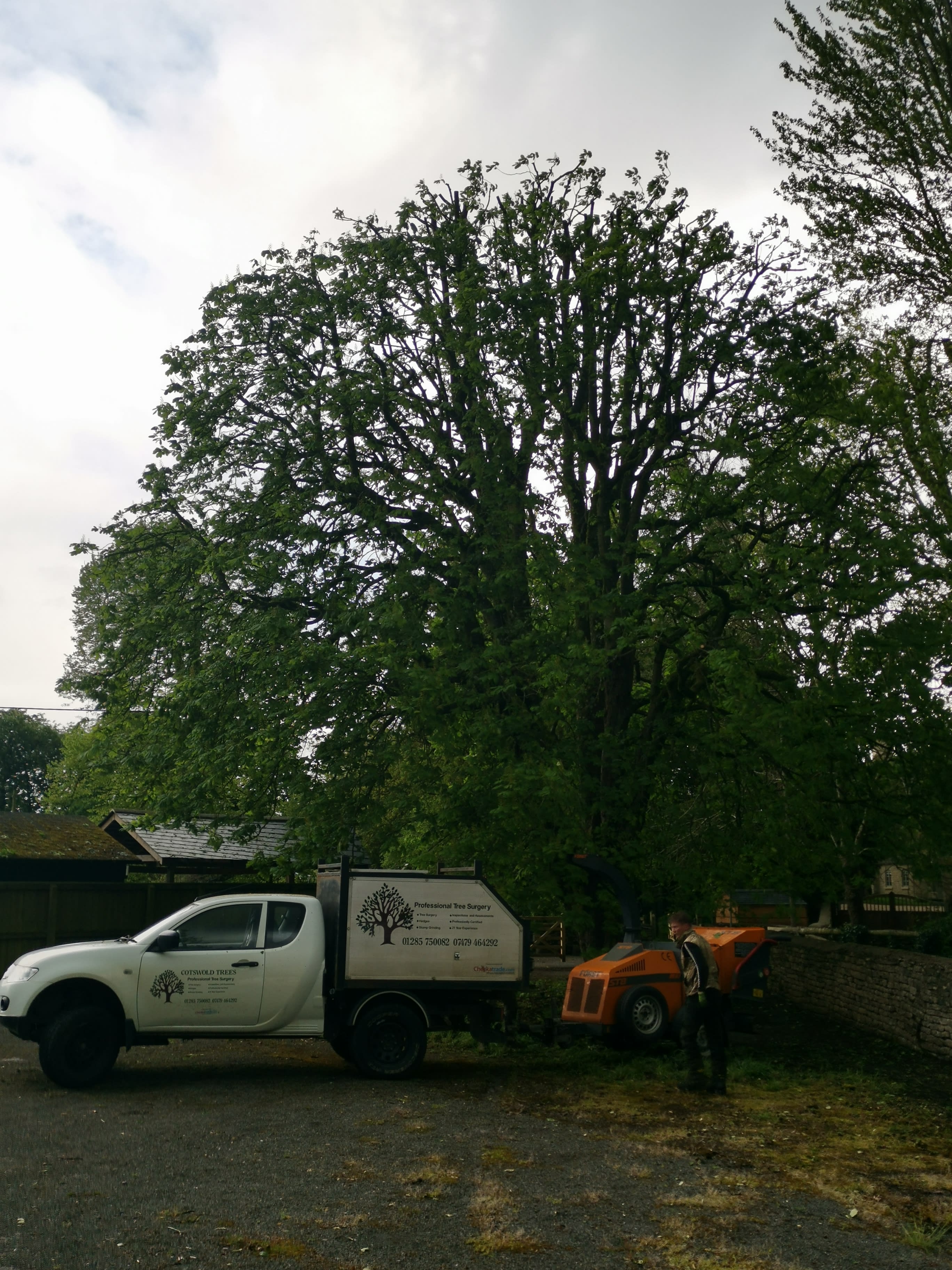 Target Pruning - Tree Surgery - Cotswold Trees | Tree Surgery in ...
