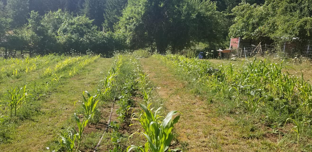 Lush Grove Organic Farm | Gaston