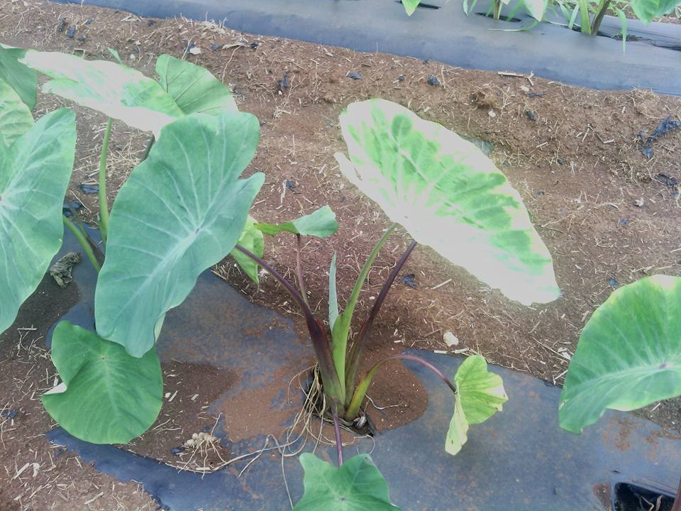 Kape, Ta'amu - Polyneasian Foods - King Taro Farms | Polynesian ...