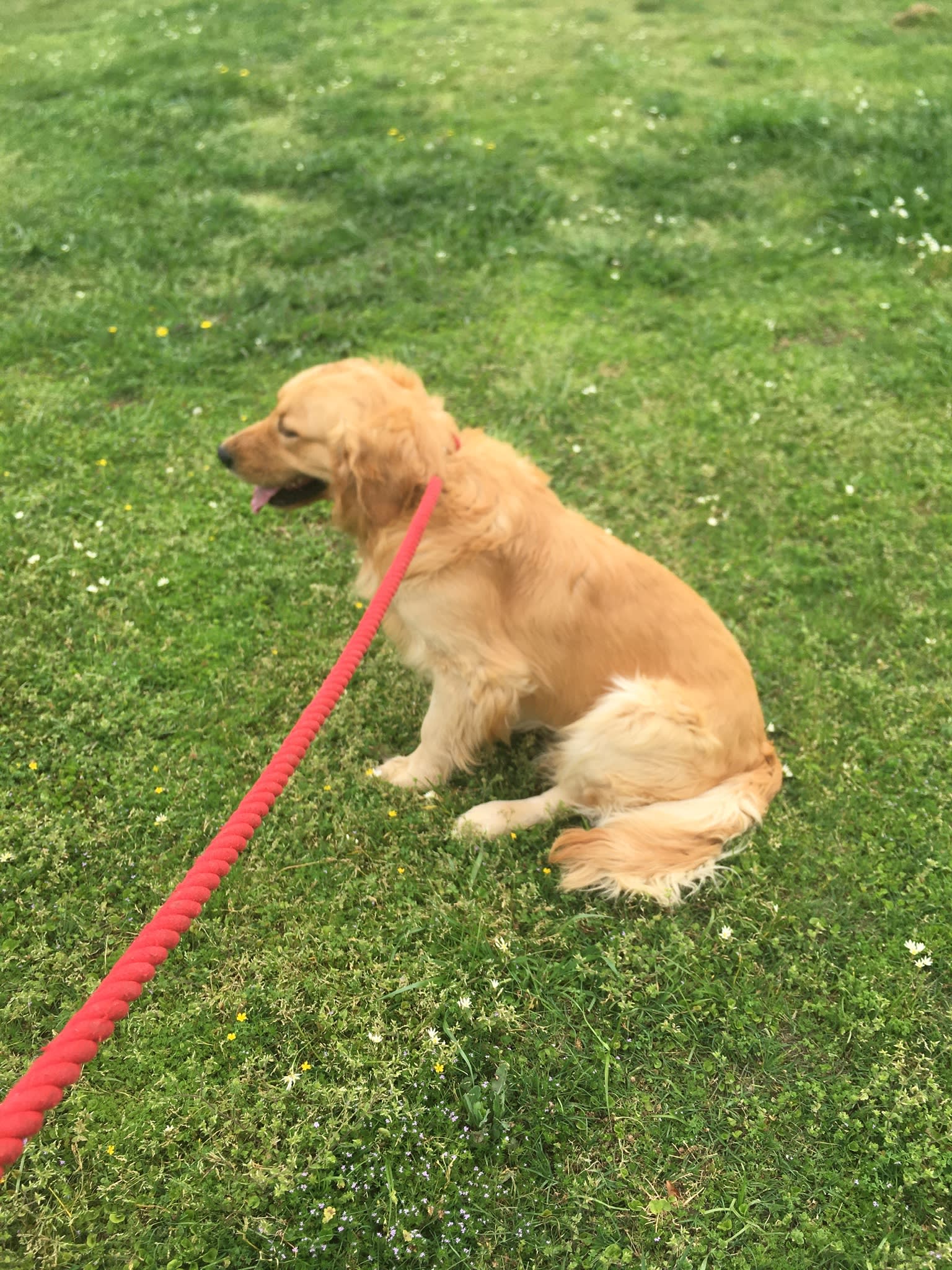 Moses - Sires - Happy Golden Acres - Dog Breeder | Fort Worth