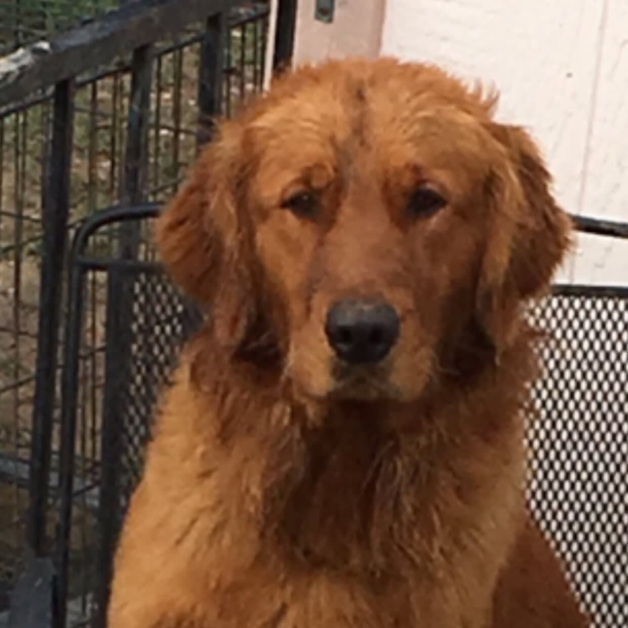 Cooper - Sires - Happy Golden Acres - Dog Breeder | Fort Worth