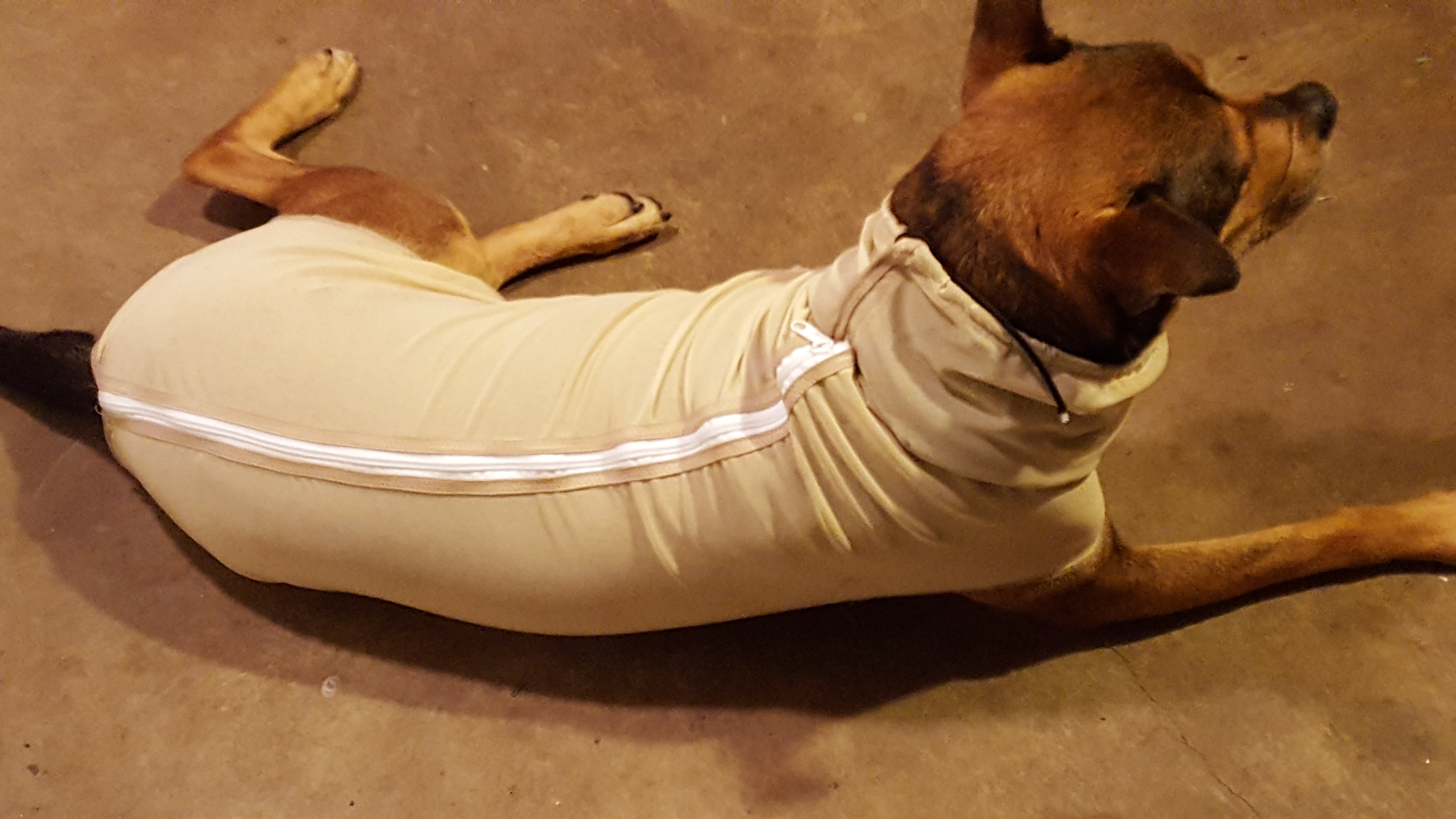 Doggy Hair Nets - Hair Nets - Doggy Hair Nets | Villa Park Pet Store