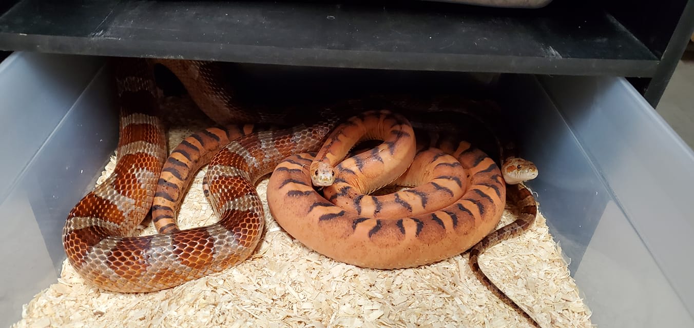 Snake Breeding - Pet Breeding - Hudson Valley Exotics | Reptile Breeder ...